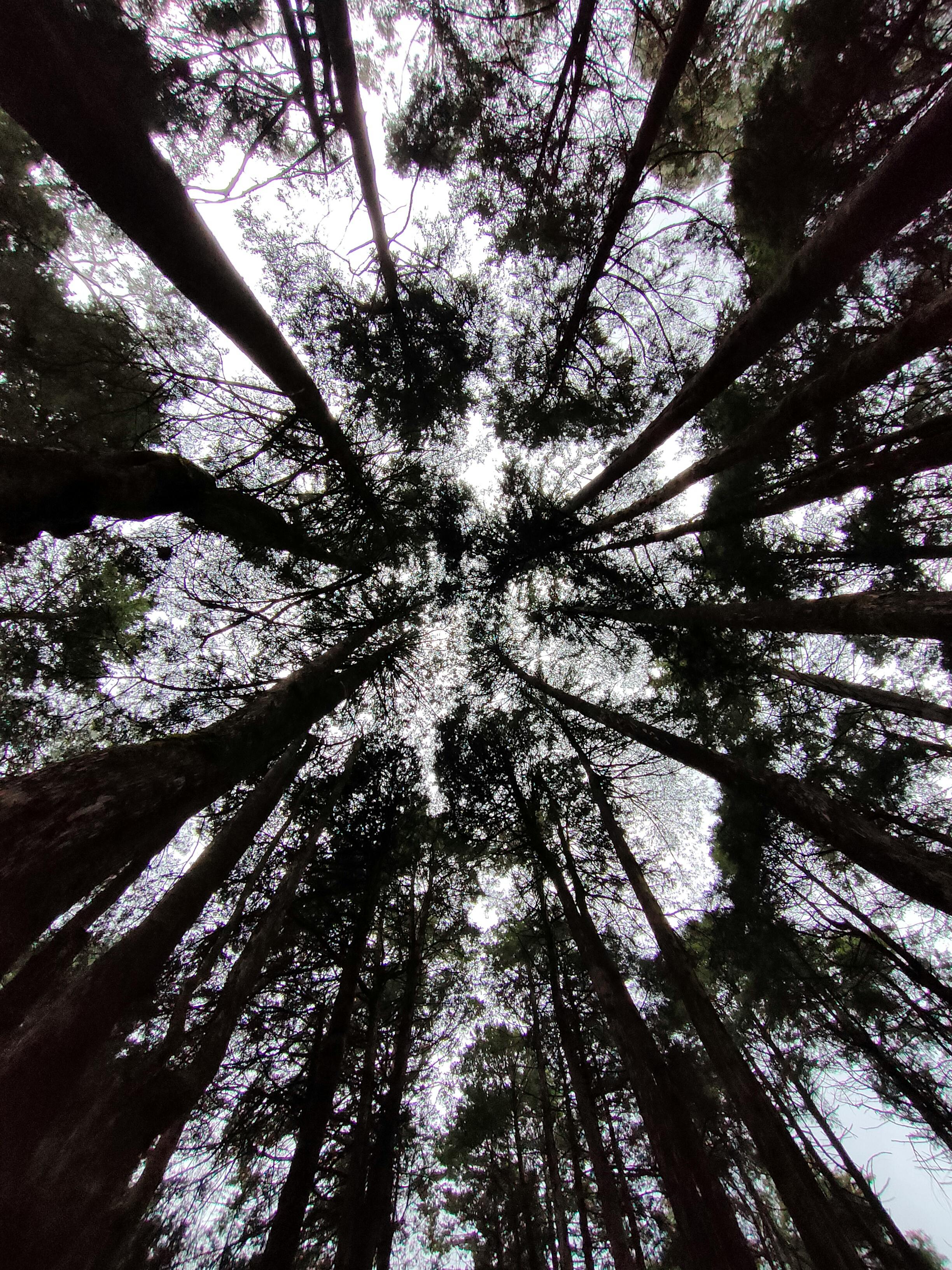 Low Angle Shot of Forest Trees · Free Stock Photo