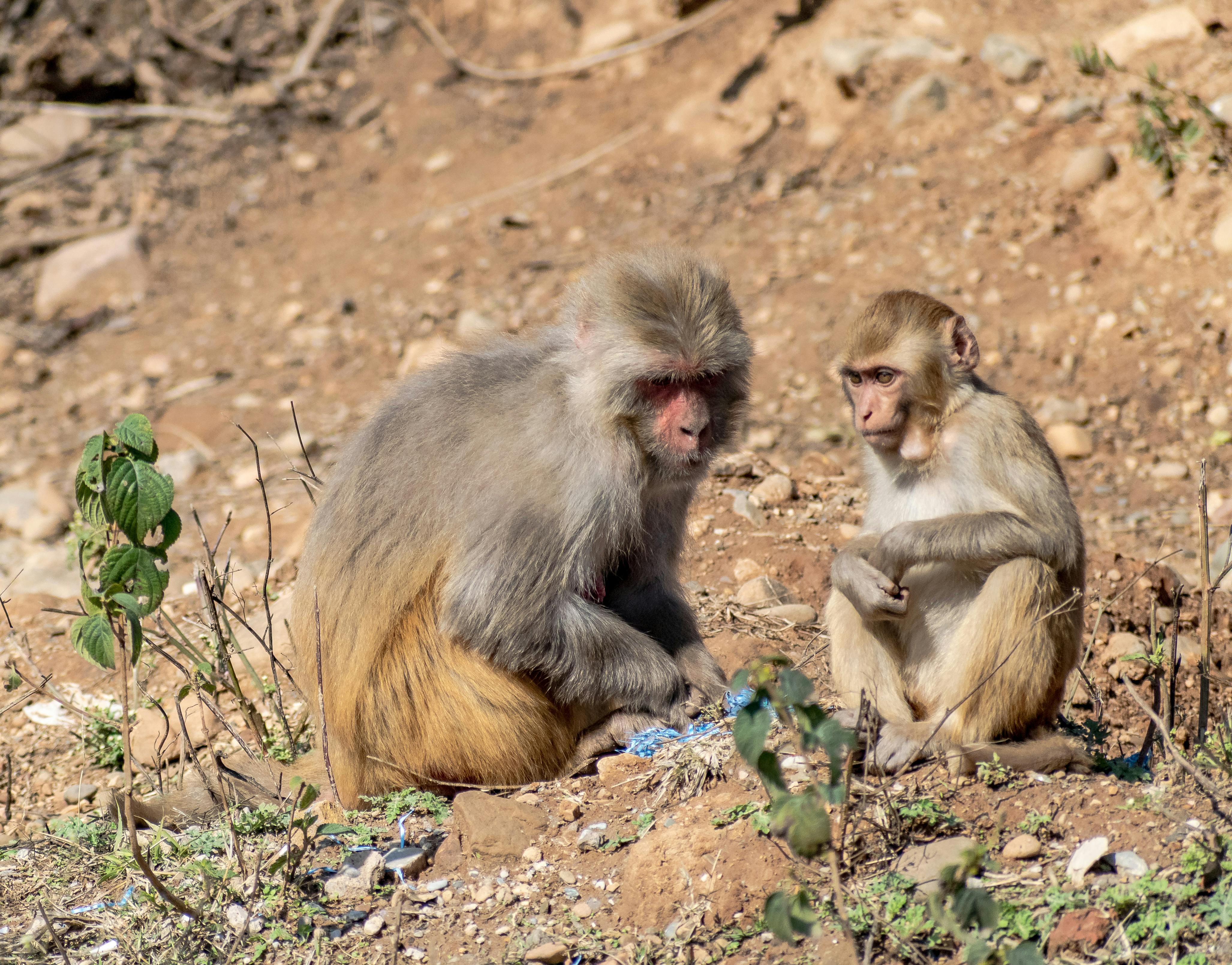 Baboon Photos, Download The BEST Free Baboon Stock Photos & HD Images