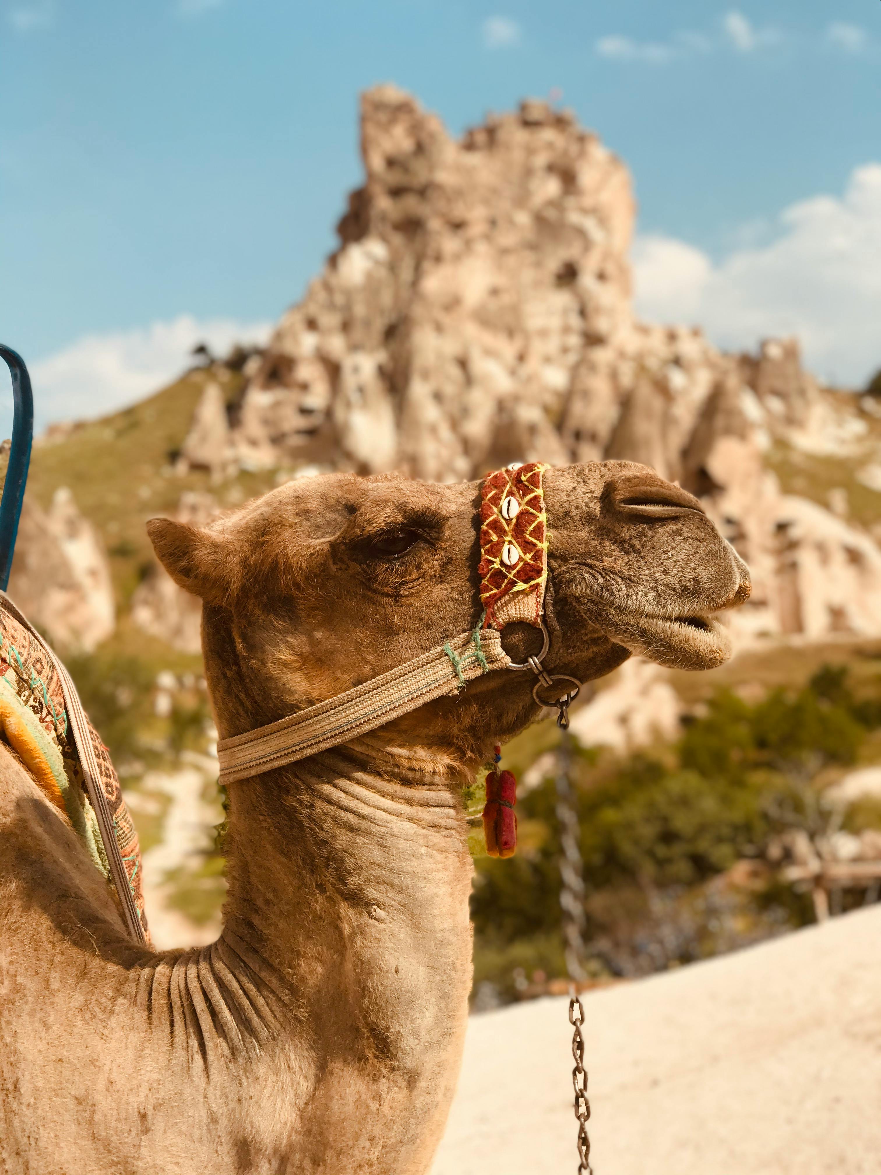 Selective Focus Photography of Brown Camel · Free Stock Photo