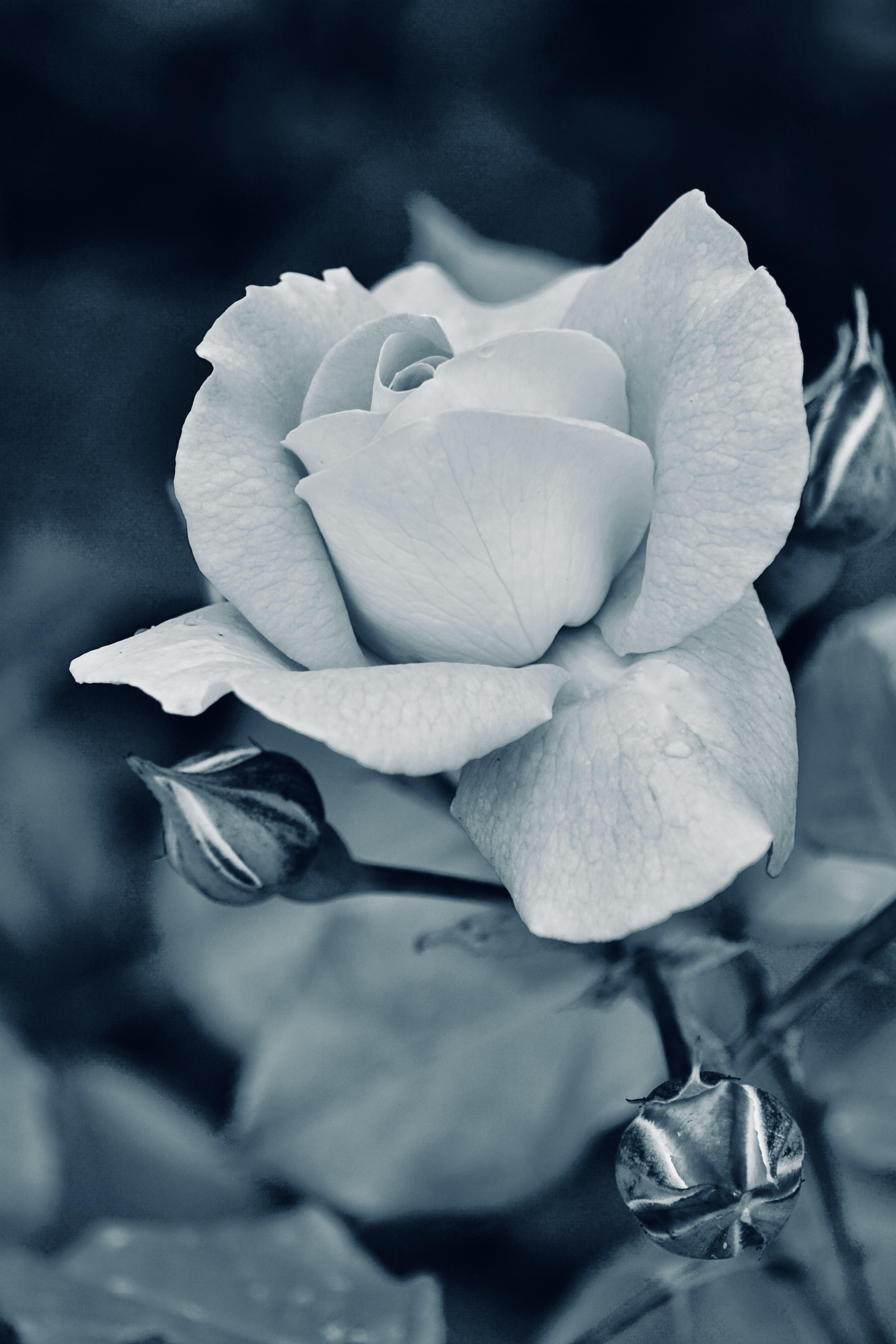 Grayscale Photo of a Rose · Free Stock Photo