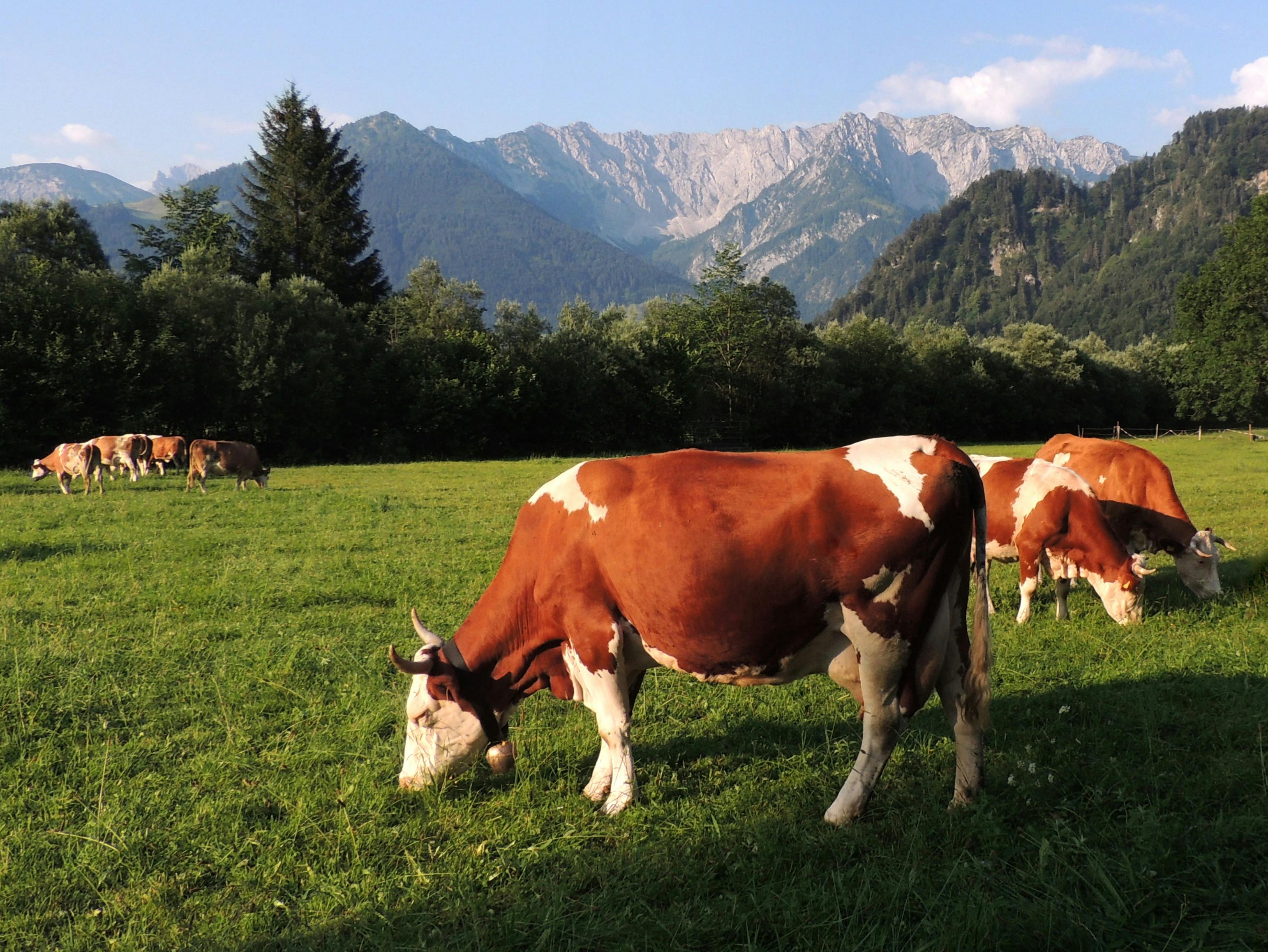 Brown Cows on Green Grass Field Under White Clouds and Blue Sky · Free ...