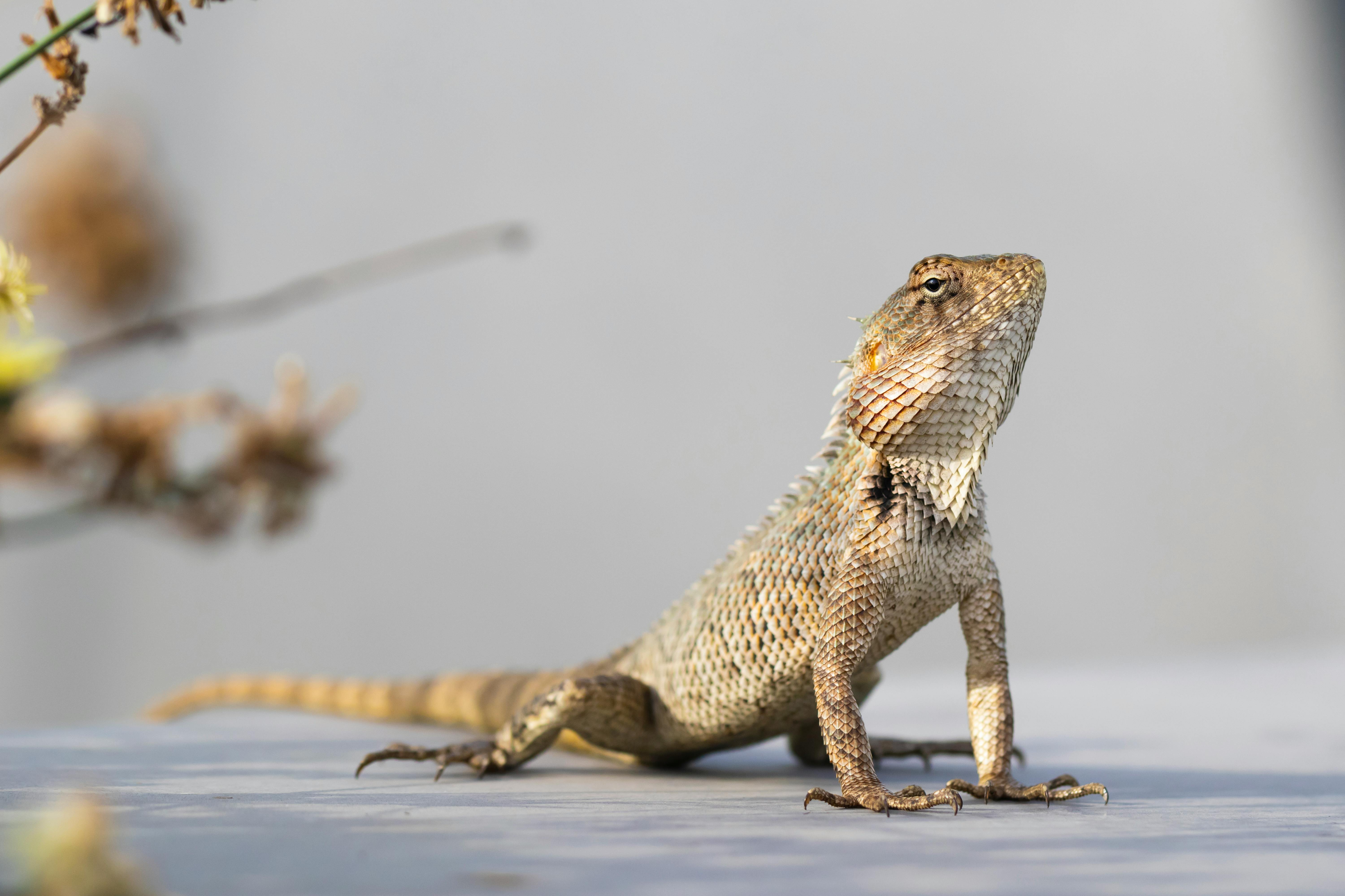 Close Up Photo of a Lizard · Free Stock Photo