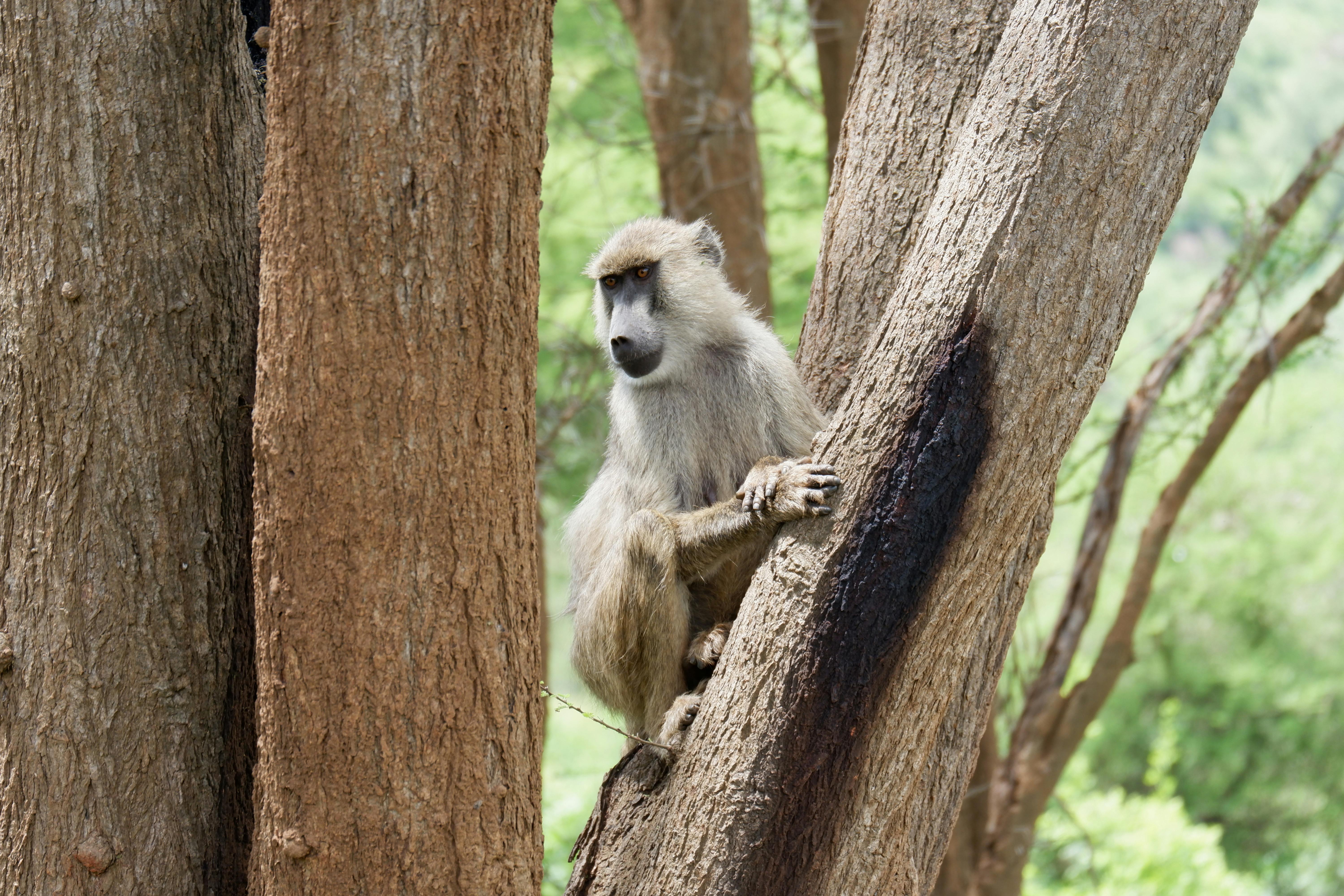 A Baboon on a Tree · Free Stock Photo