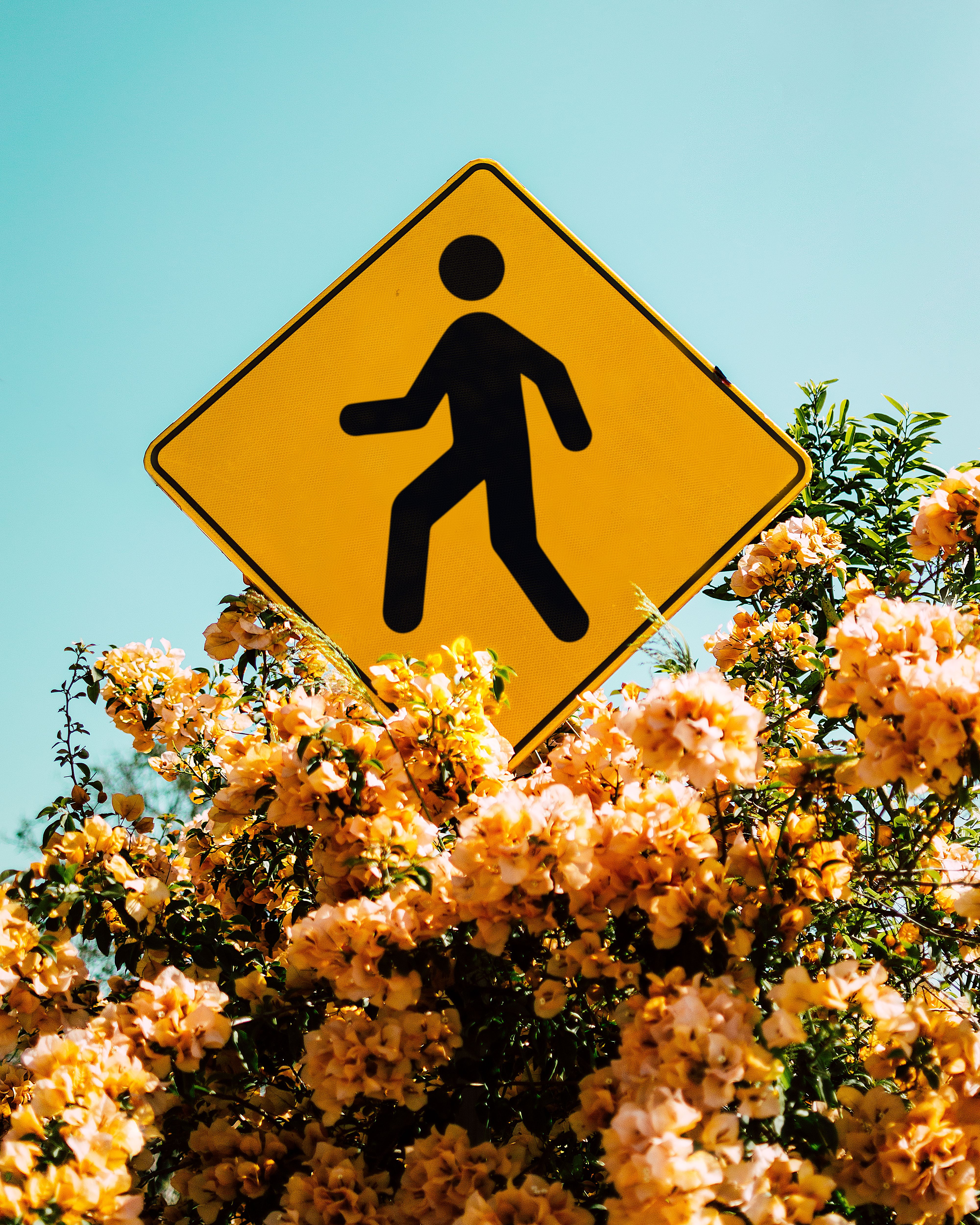 Pedestrian Sign over Bush with Flowers · Free Stock Photo