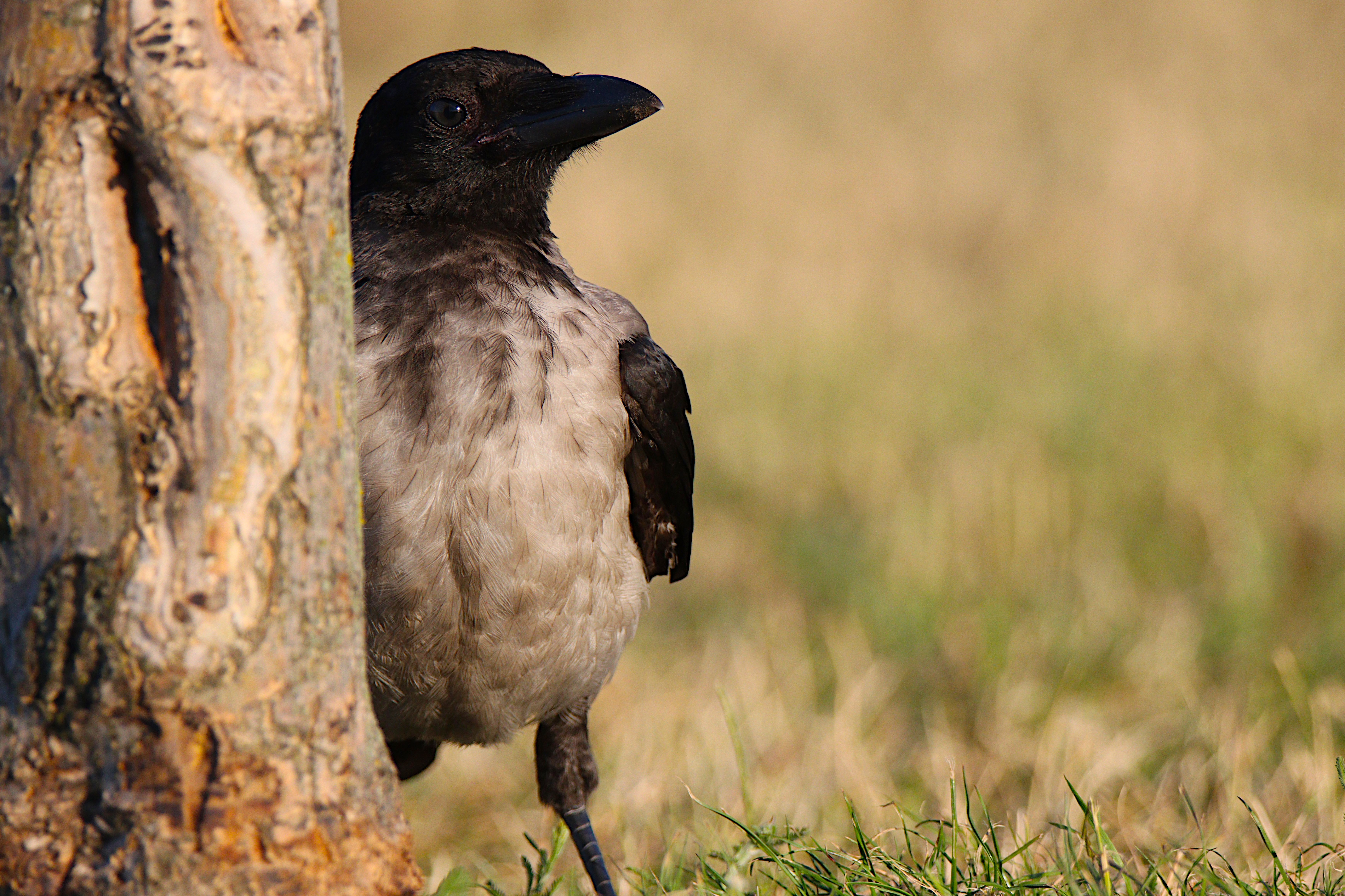 Cute Crow Photos, Download The BEST Free Cute Crow Stock Photos & HD Images