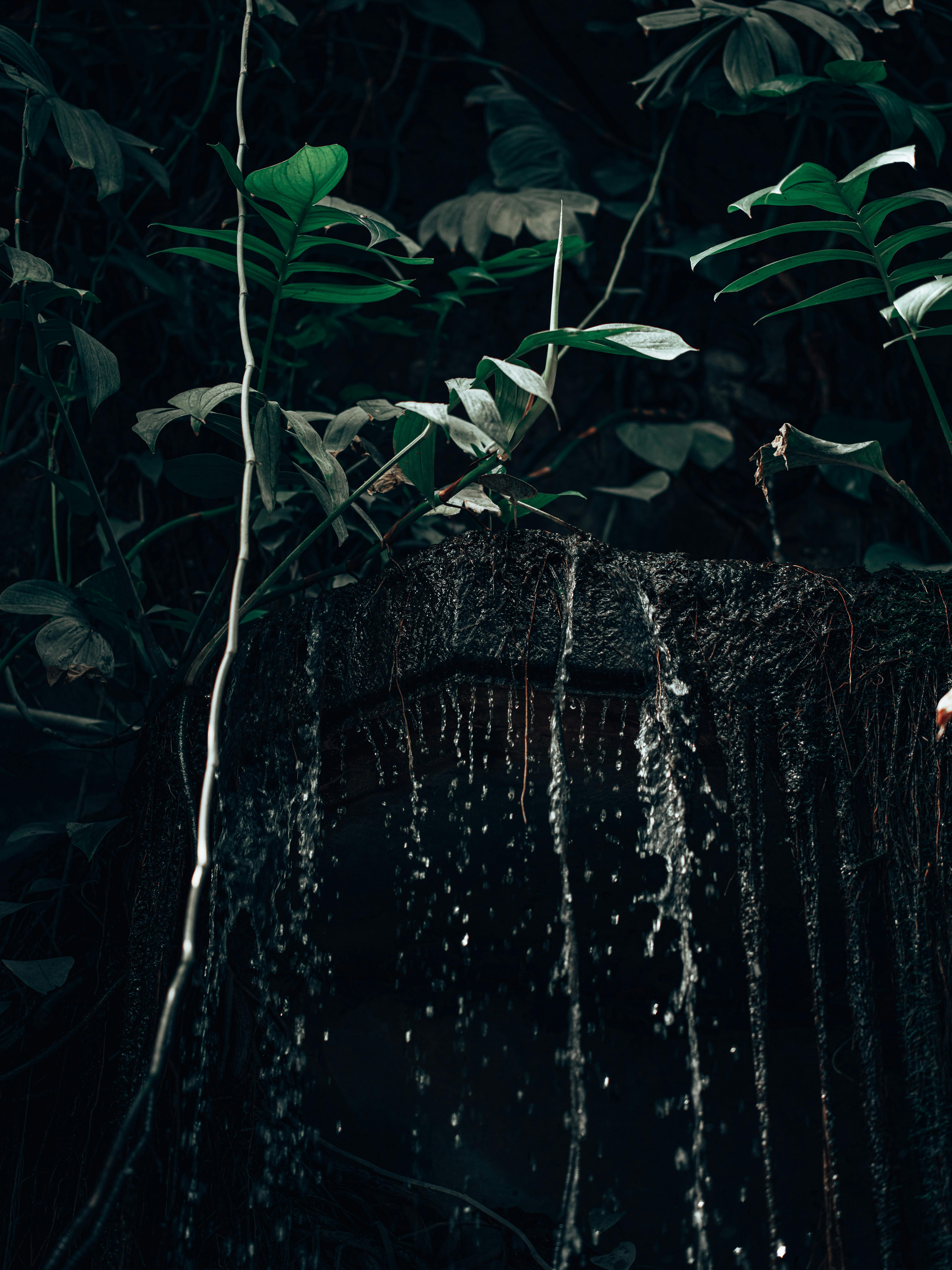 Overflowing Water on Green Plant · Free Stock Photo