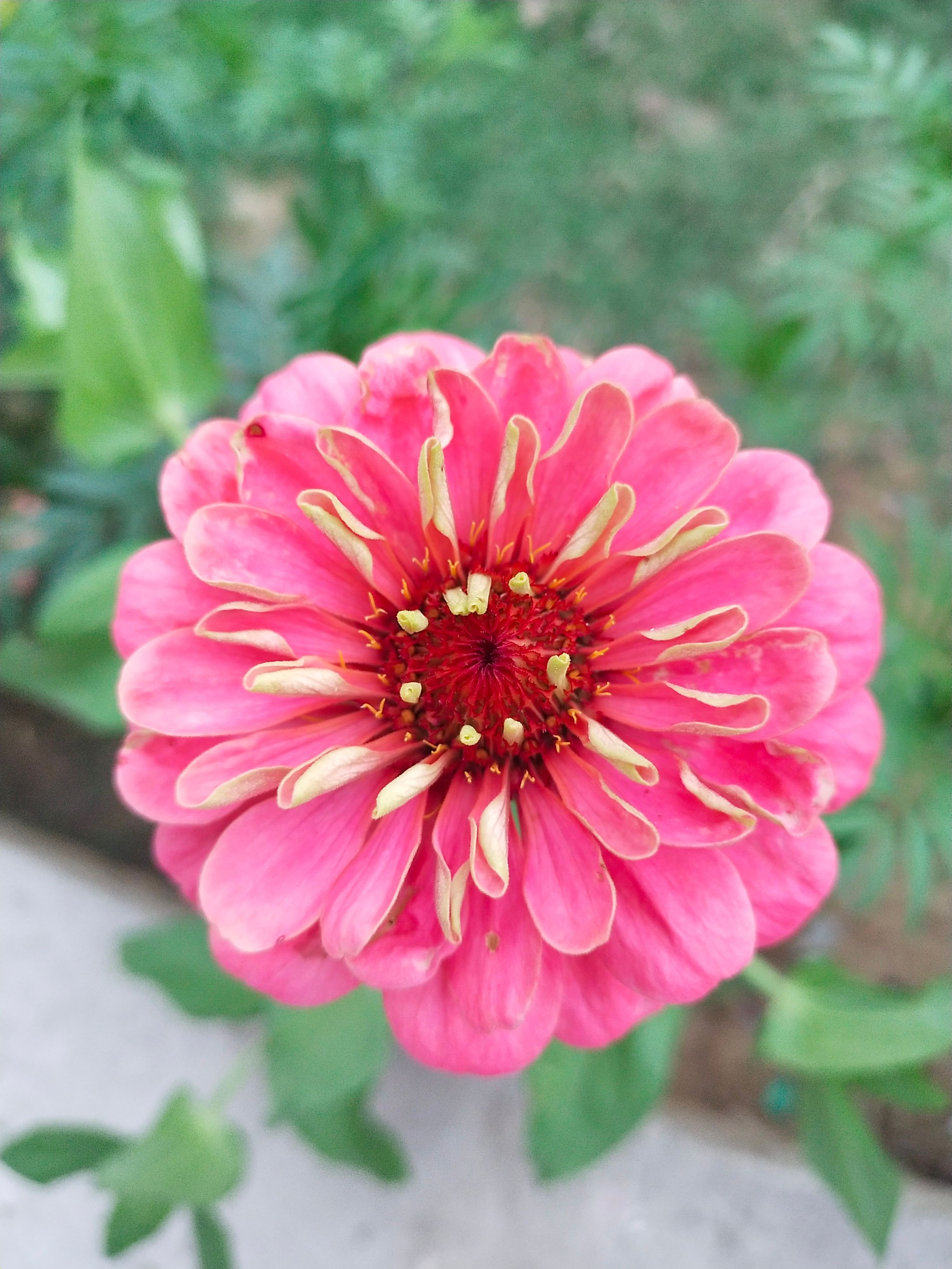 Close Up Photo of a Blooming Flower · Free Stock Photo