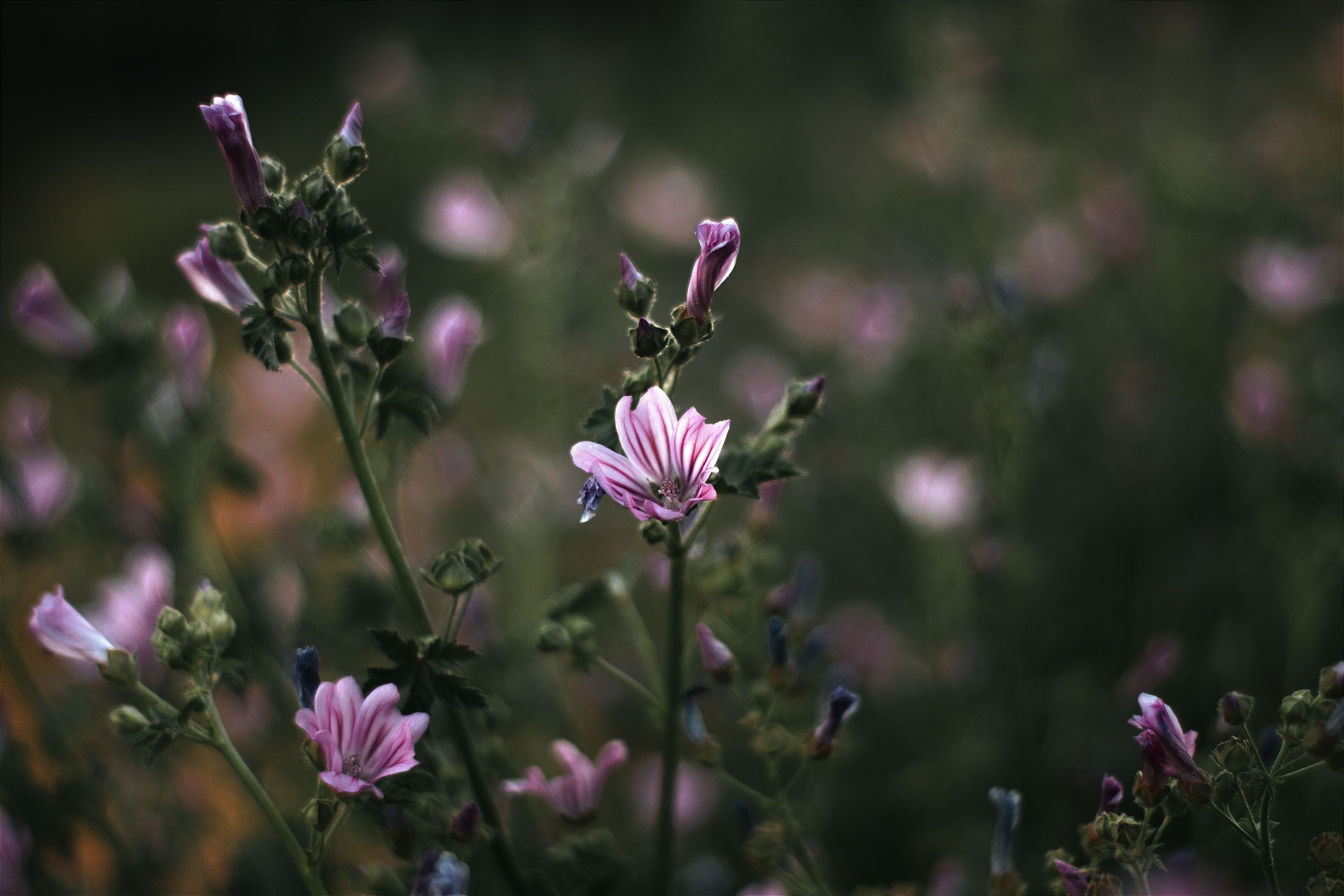 Purple Common Mallow Flowers with Buds · Free Stock Photo