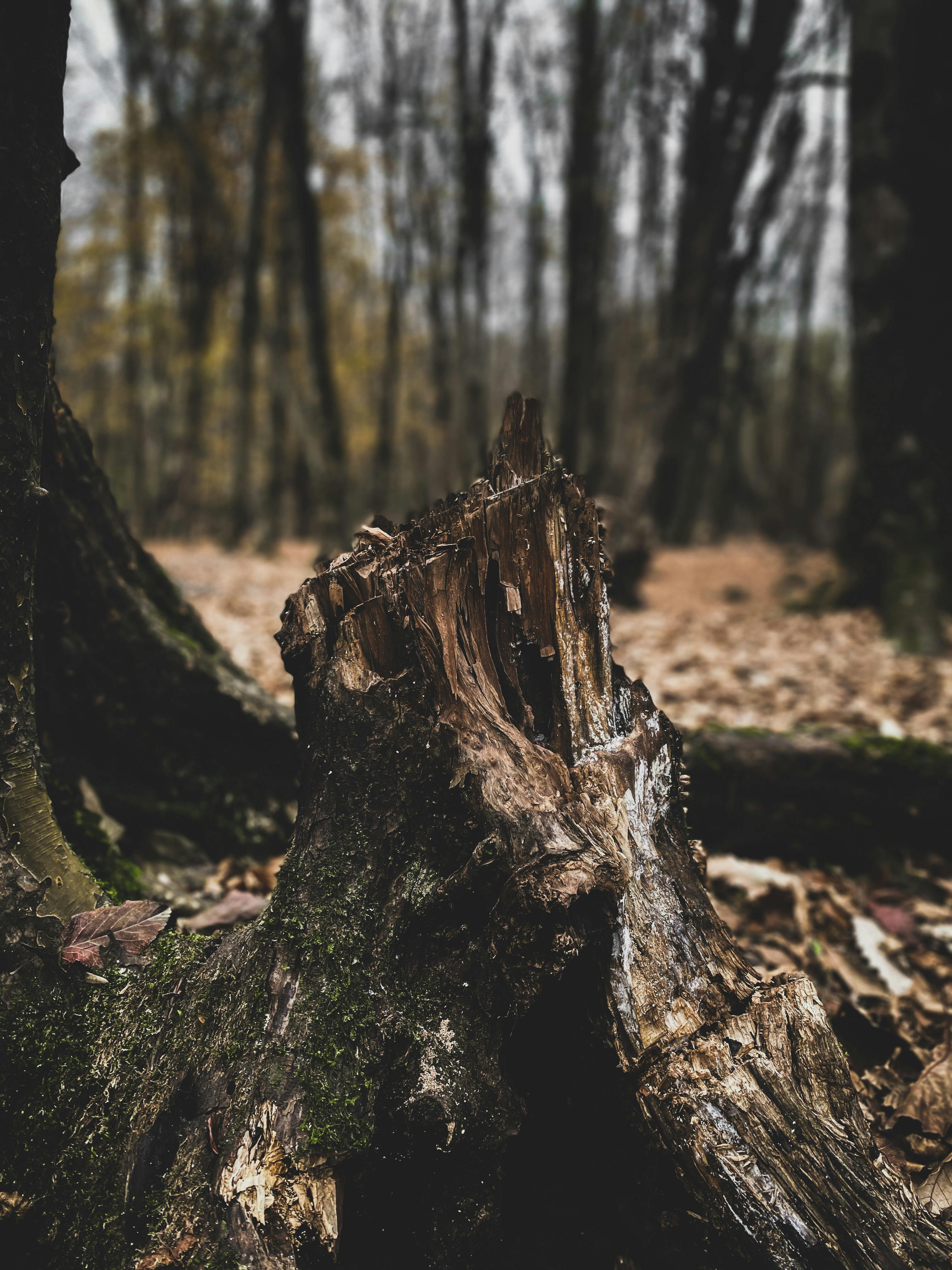 8,484+ Best Free Trunks Stock Photos & Images · 100% Royalty-Free HD ...