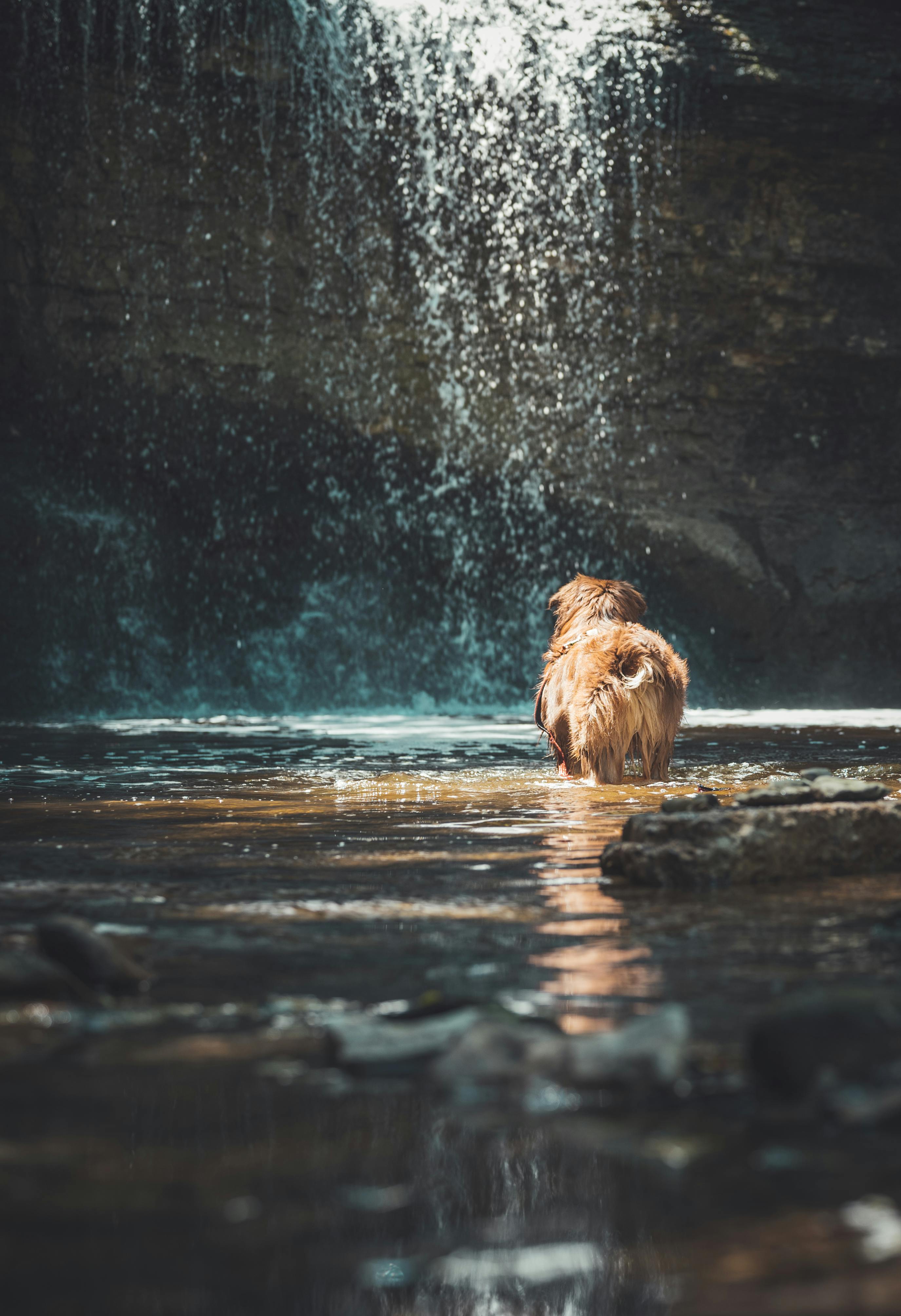 Brown Long Haired Dog Standing Near the Waterfalls · Free Stock Photo