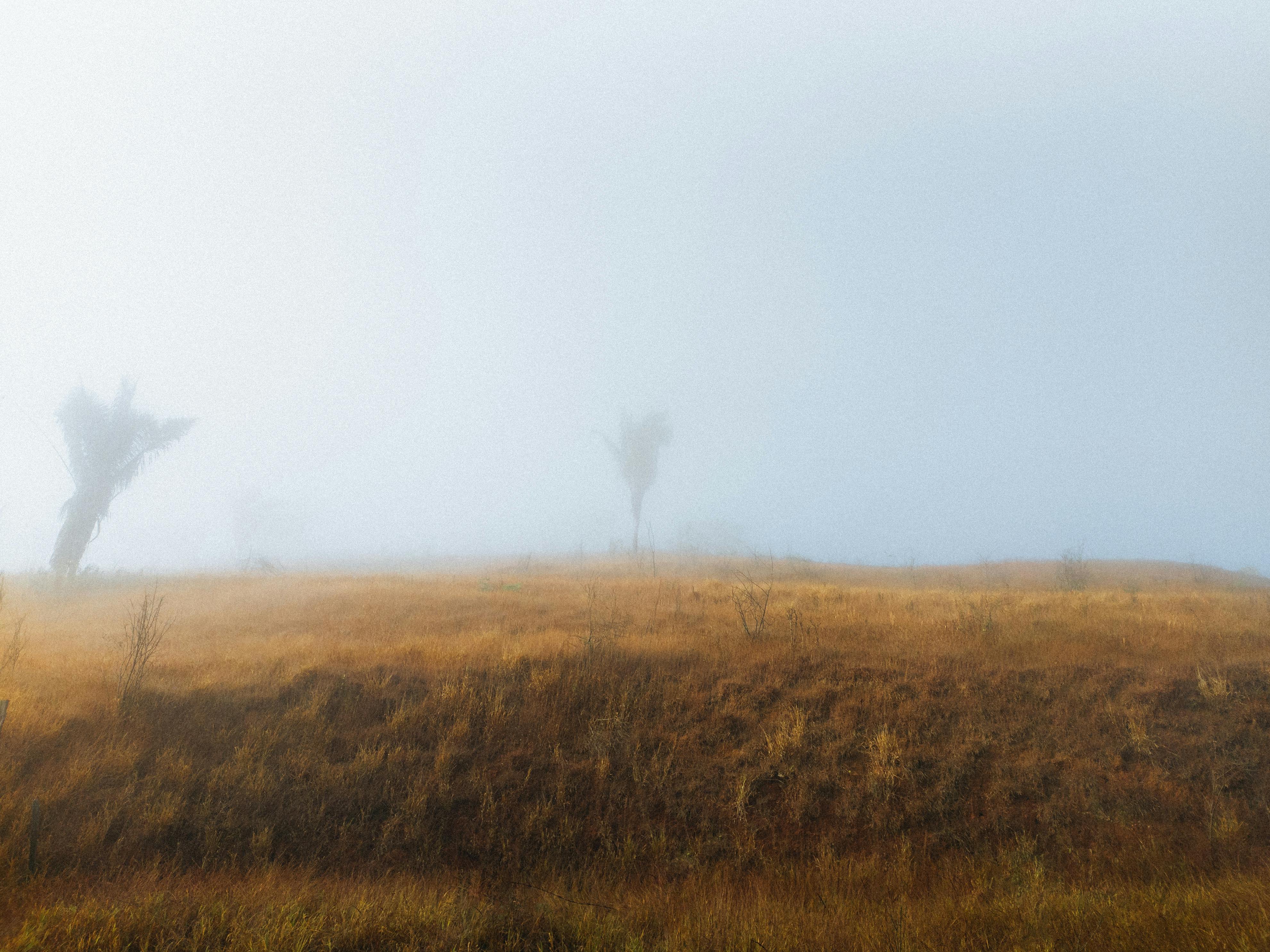 Grass Field in Autumn Fog · Free Stock Photo
