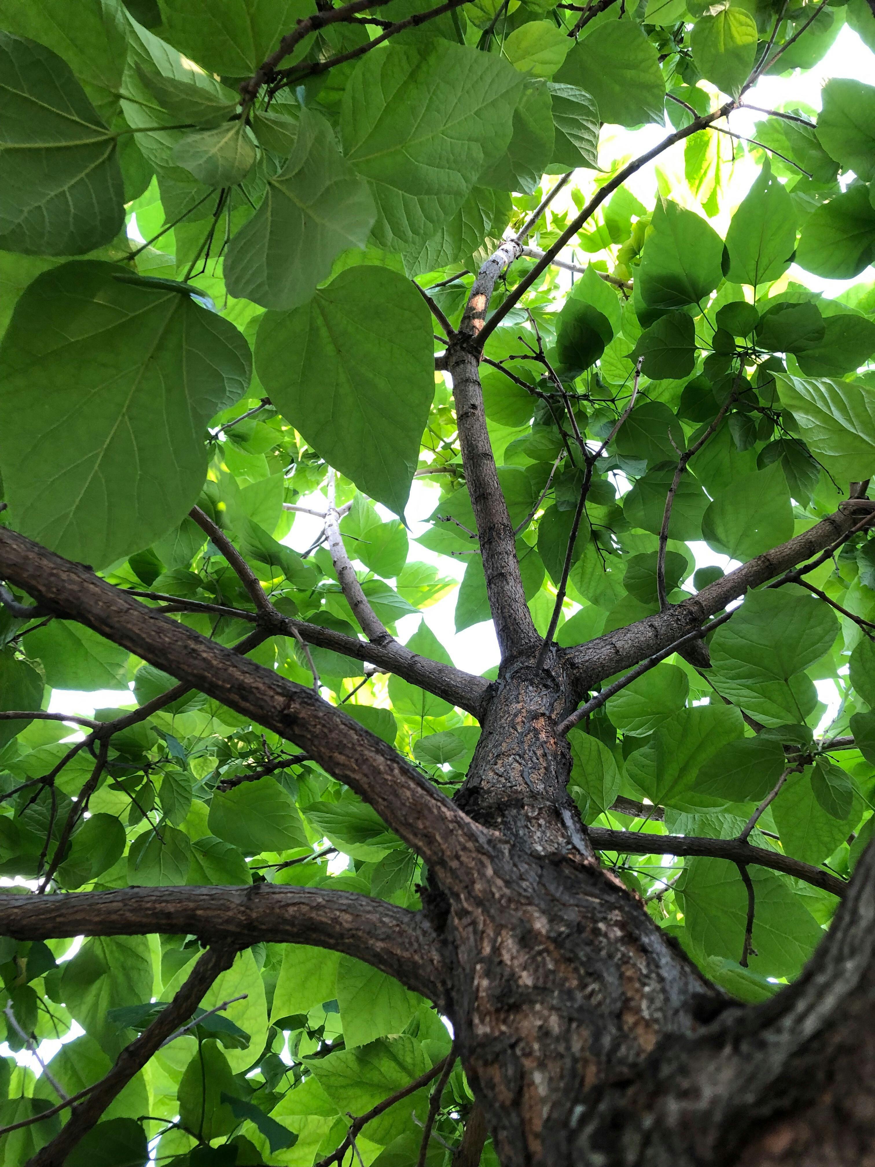 Photo of Green Tree · Free Stock Photo