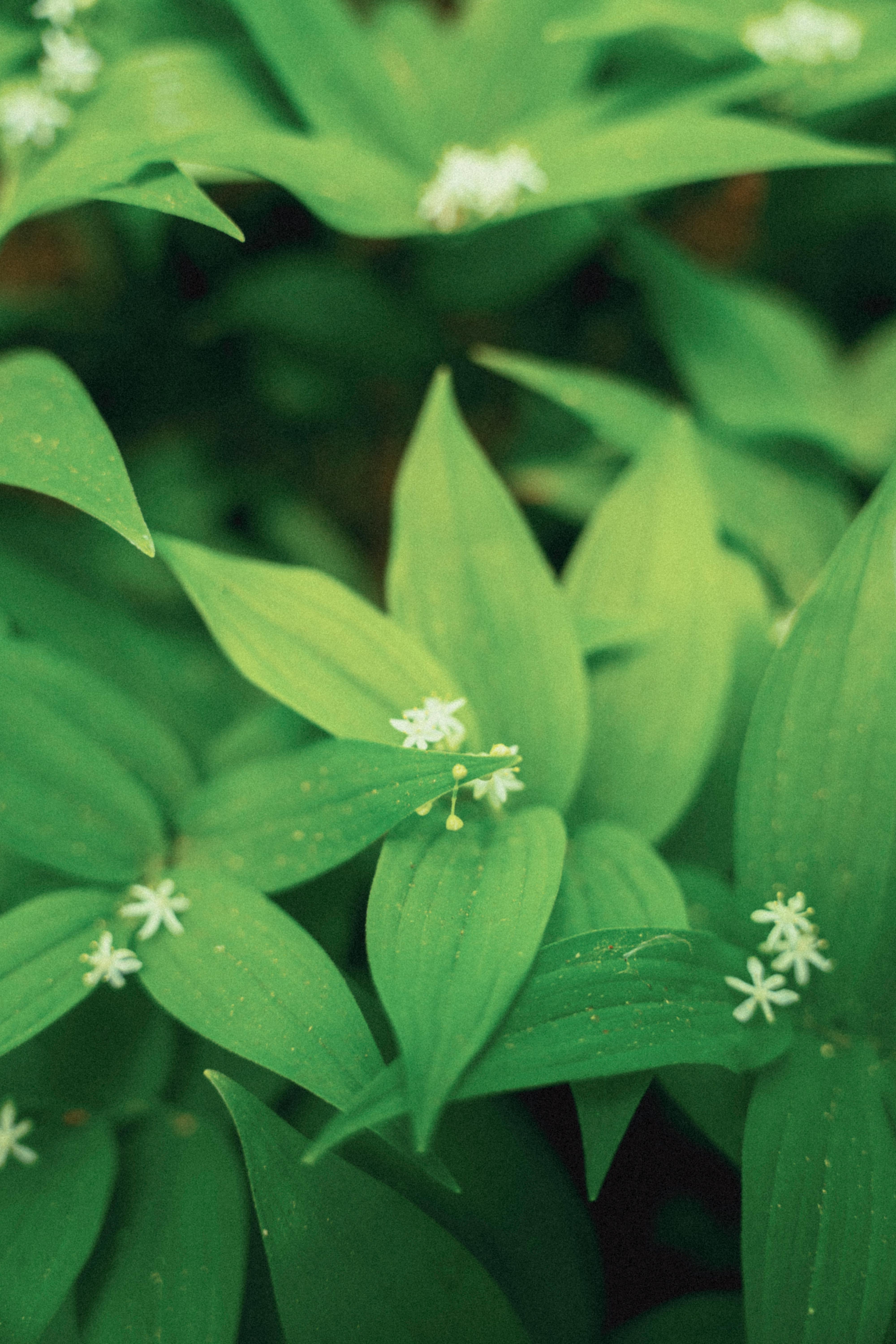 Small Flowers and Green Leaves in Close Up Photography · Free Stock Photo