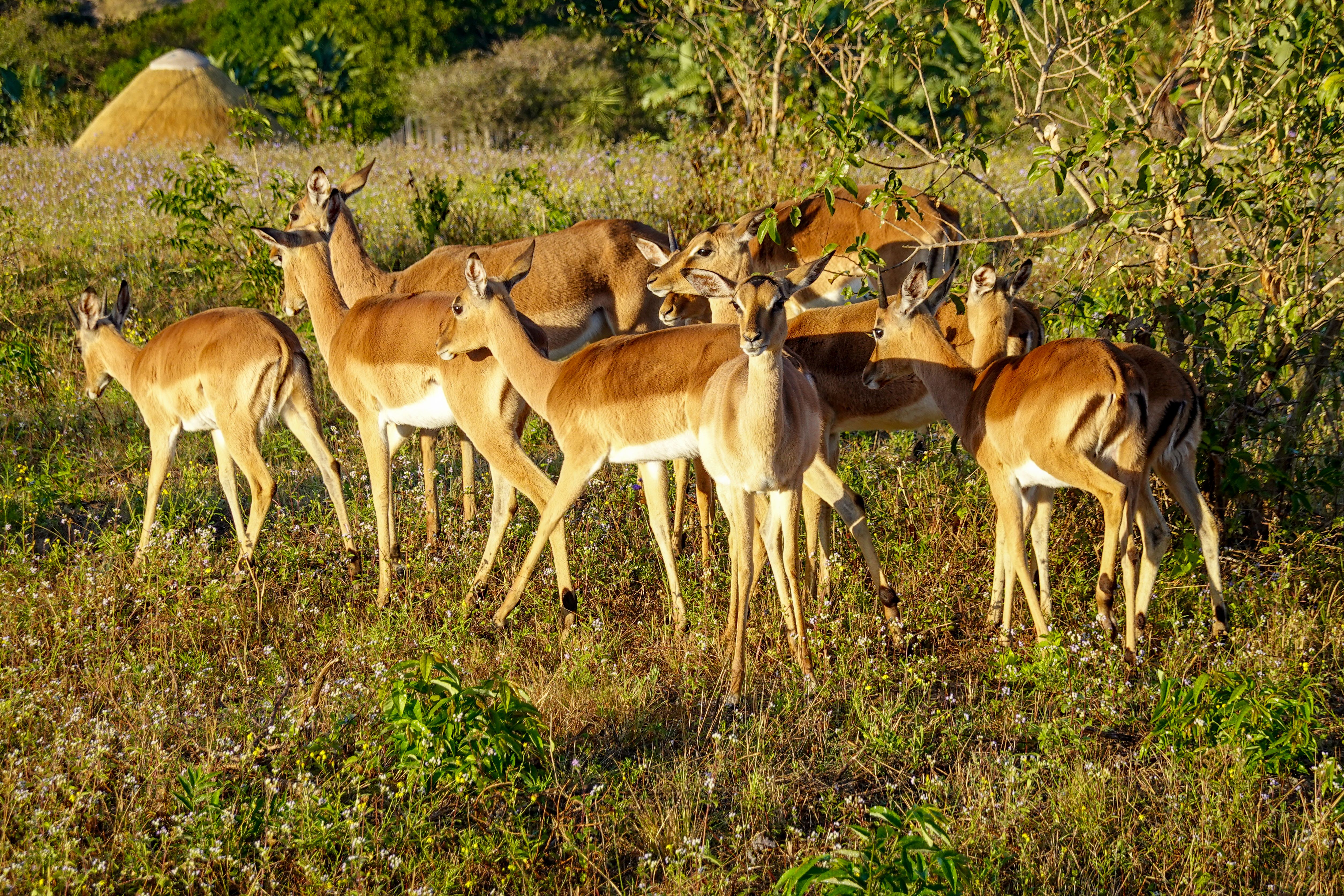 Herd of Impala on a Grassy Field · Free Stock Photo