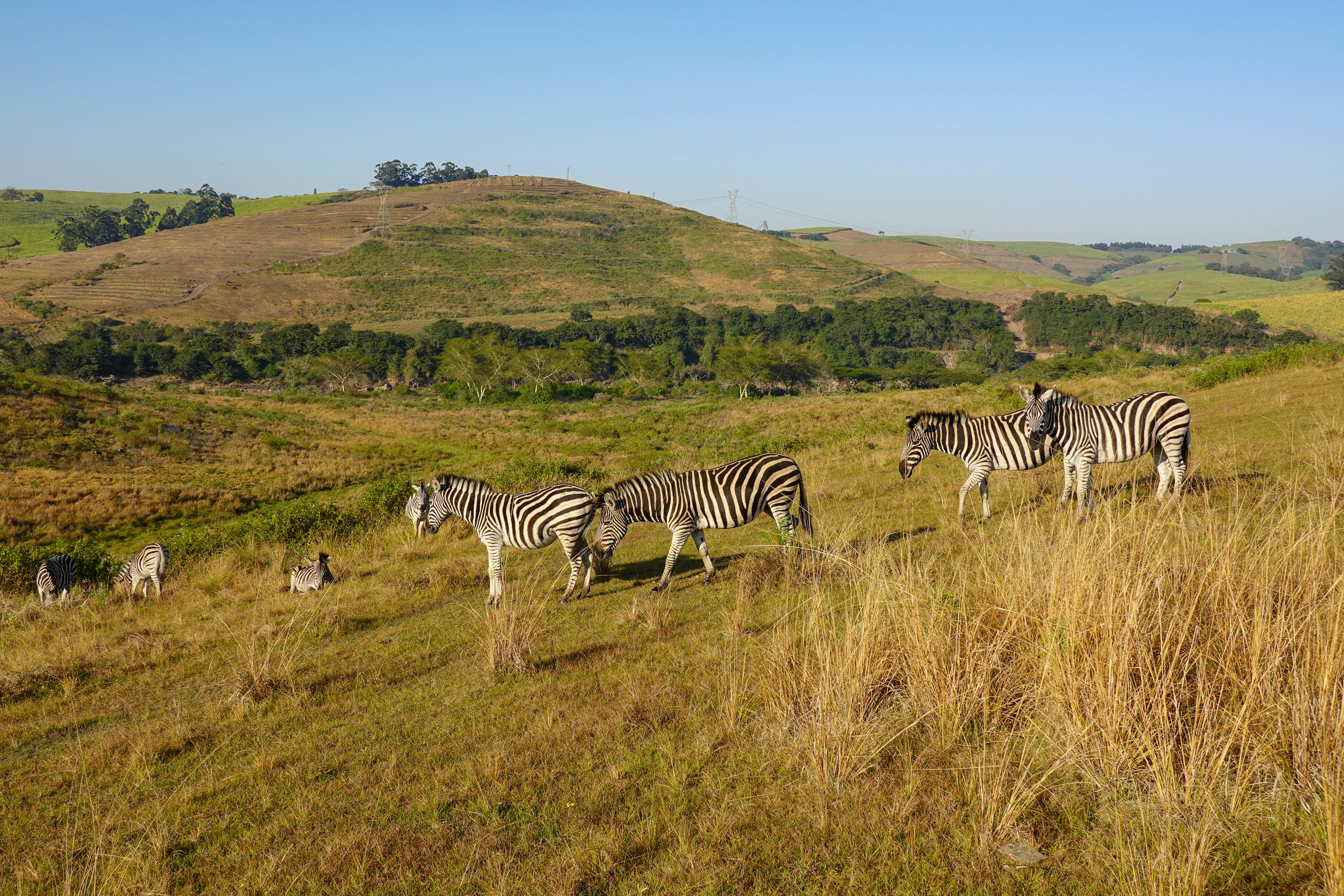 A Group of Zebras on Green Grass Field · Free Stock Photo