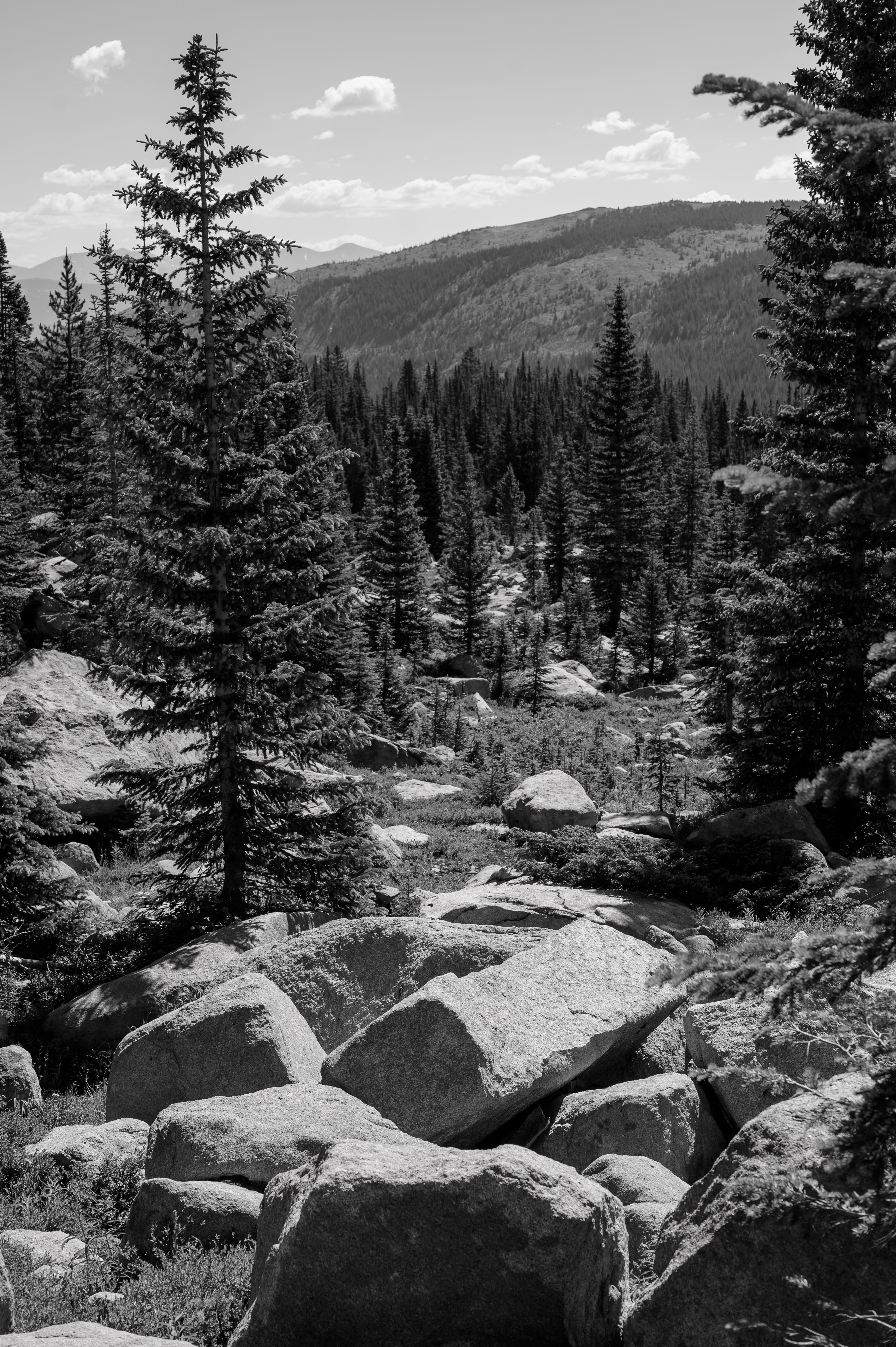 Grayscale Photo of Pine Trees in the Forest · Free Stock Photo