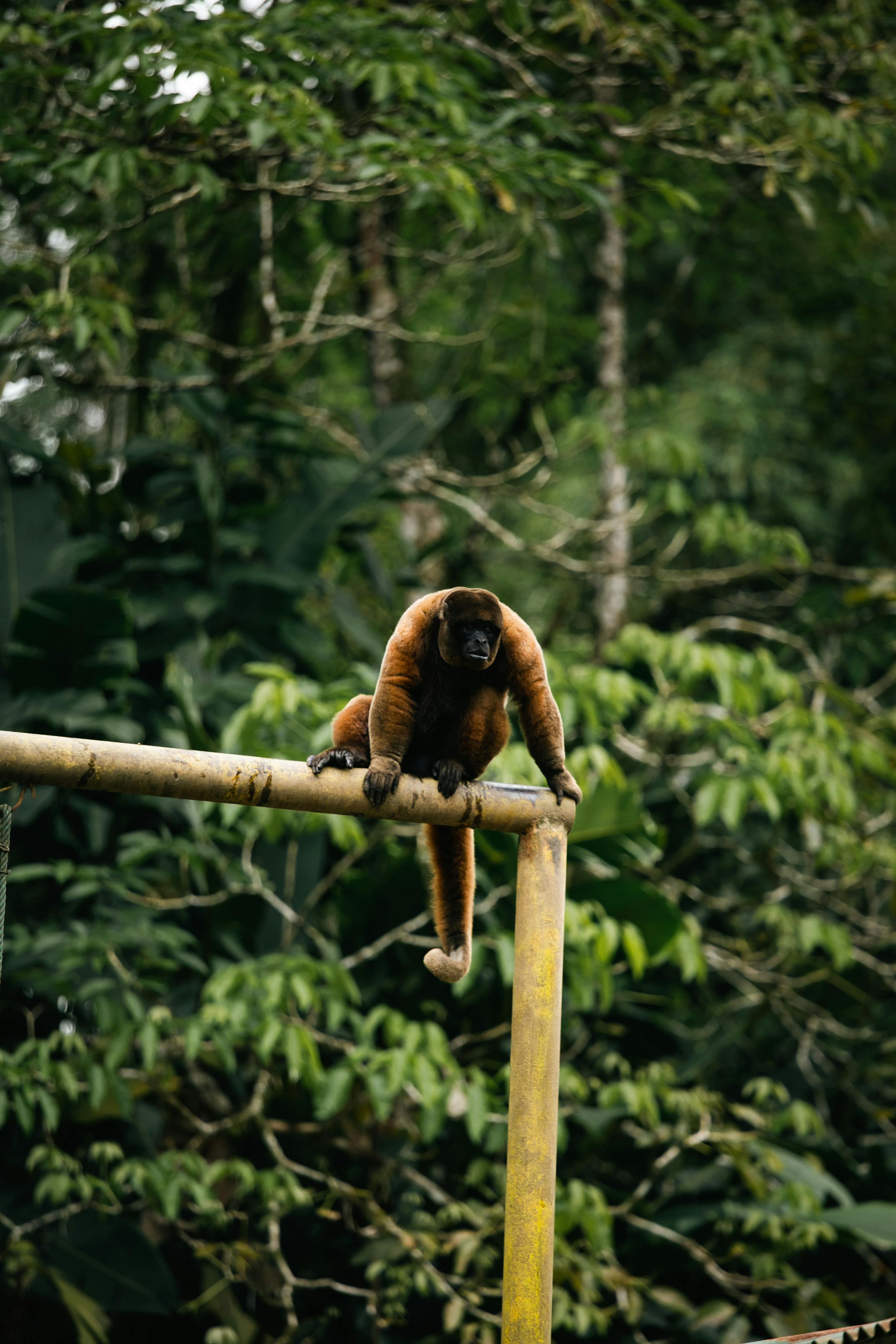 81+ Best Free Sumatra Stock Photos & Images · 100% Royalty-Free HD ...