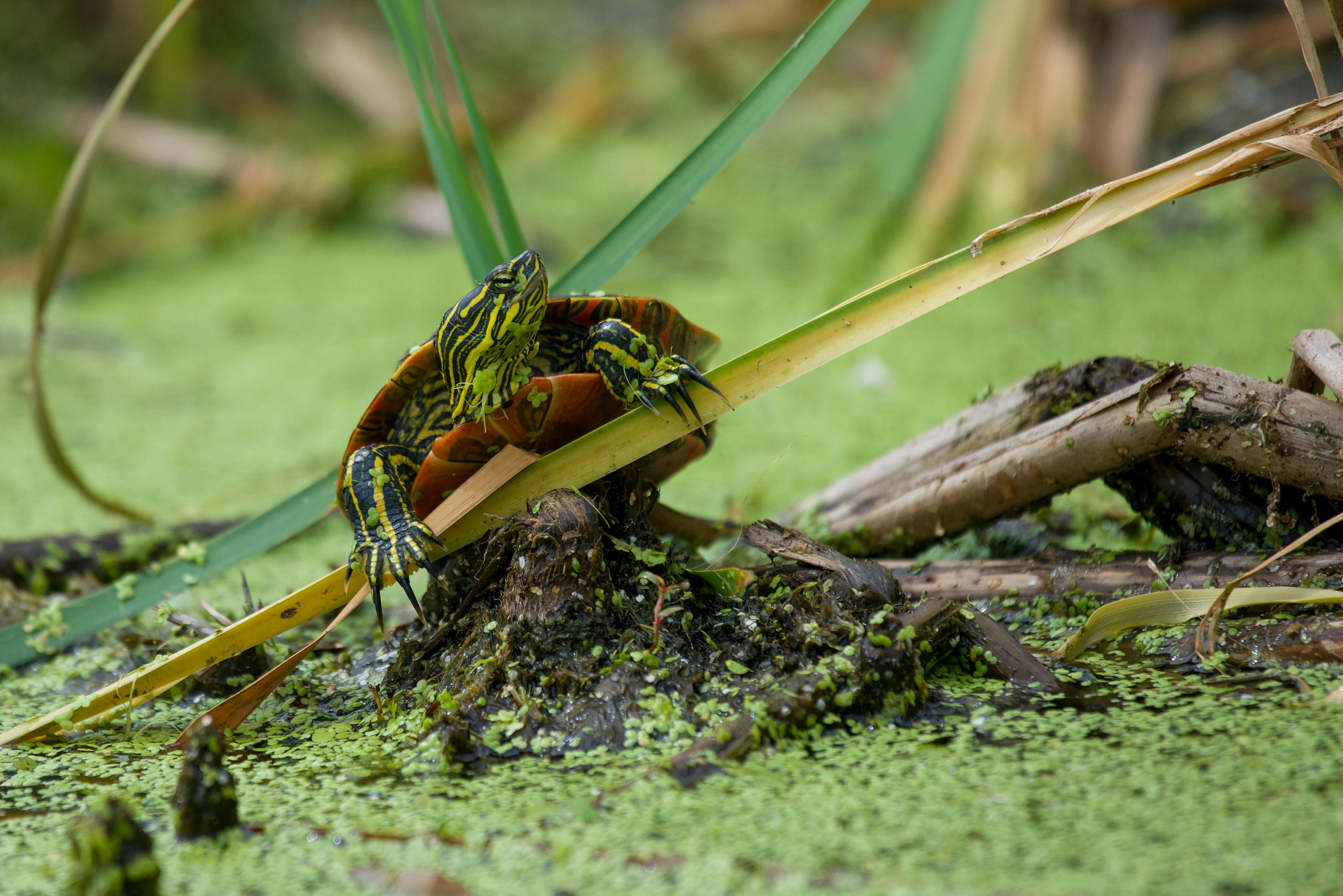 Close-Up Photo of Turtle · Free Stock Photo
