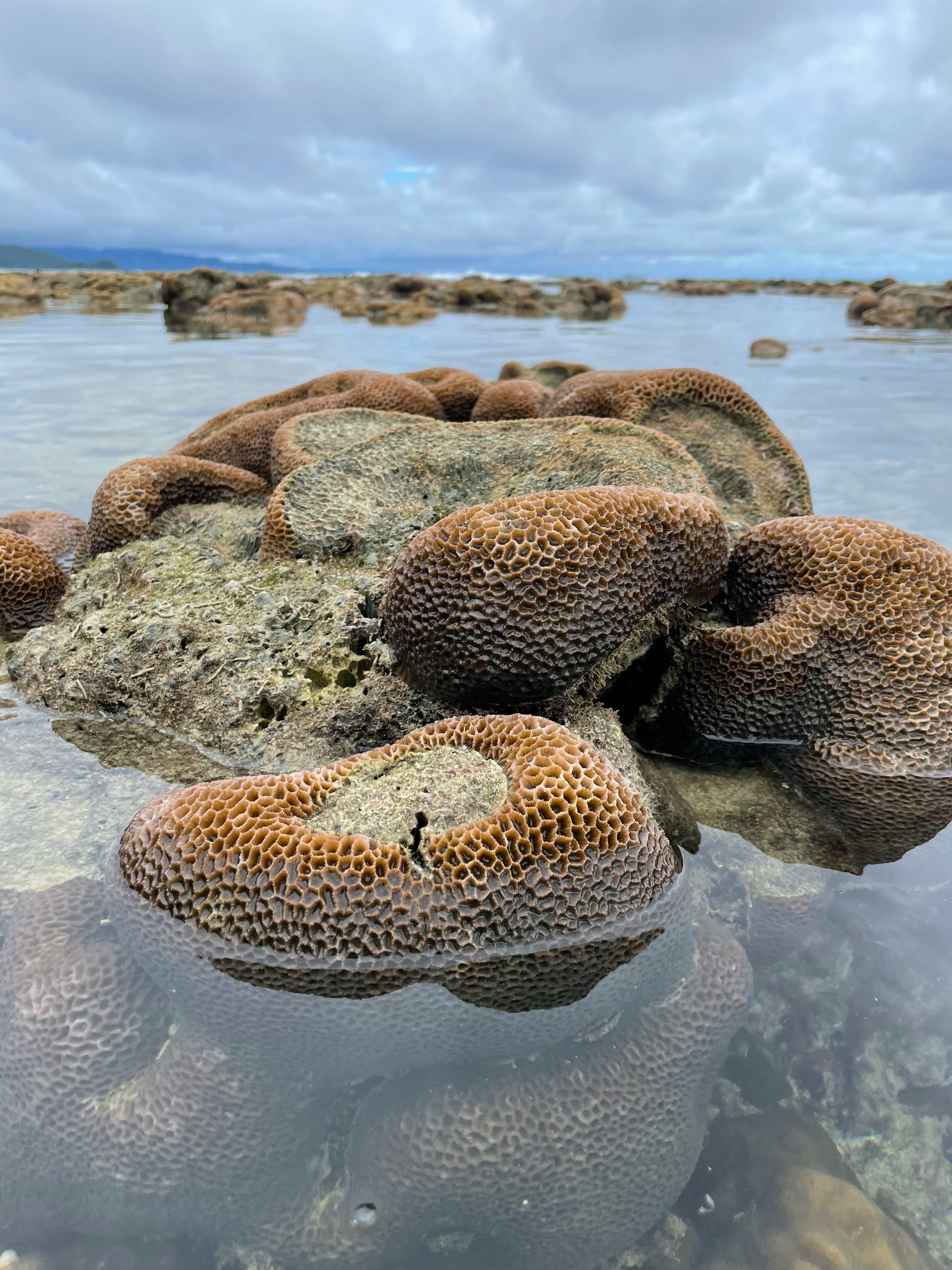 Closeup of Stones with Coral Reef and Clear Water · Free Stock Photo