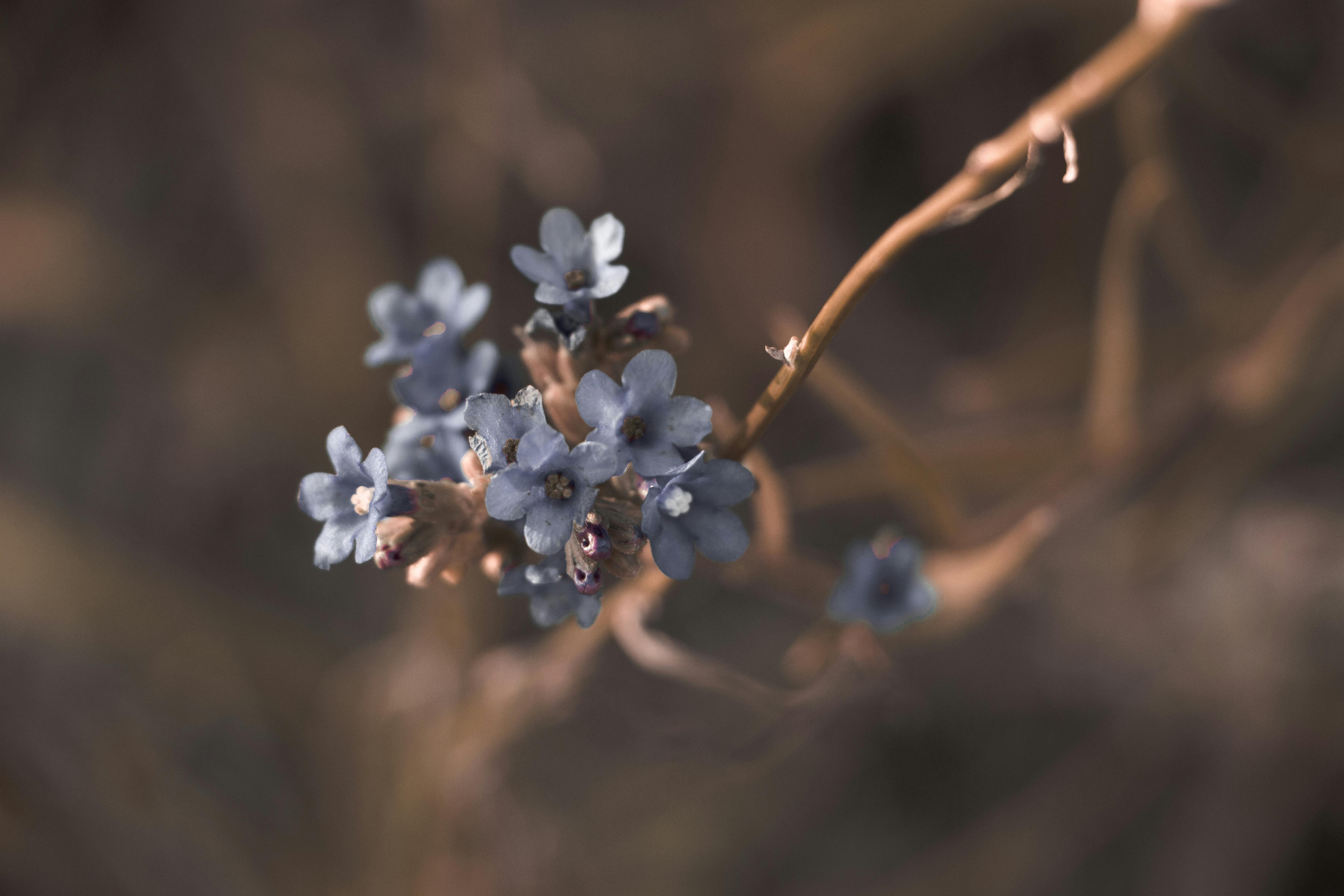 Free stock photo of flower, grey, meadow