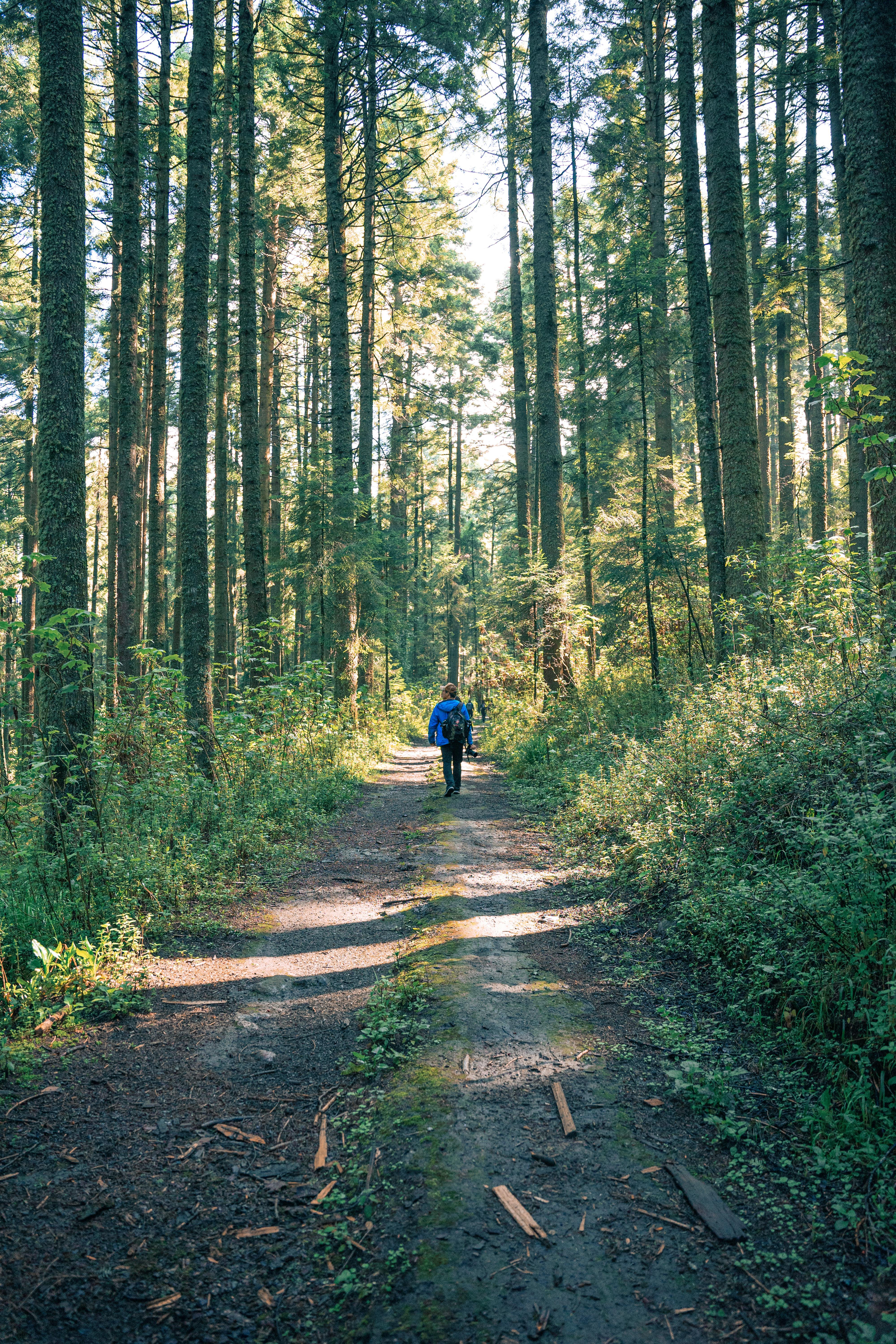 Person Walking in the Forest · Free Stock Photo