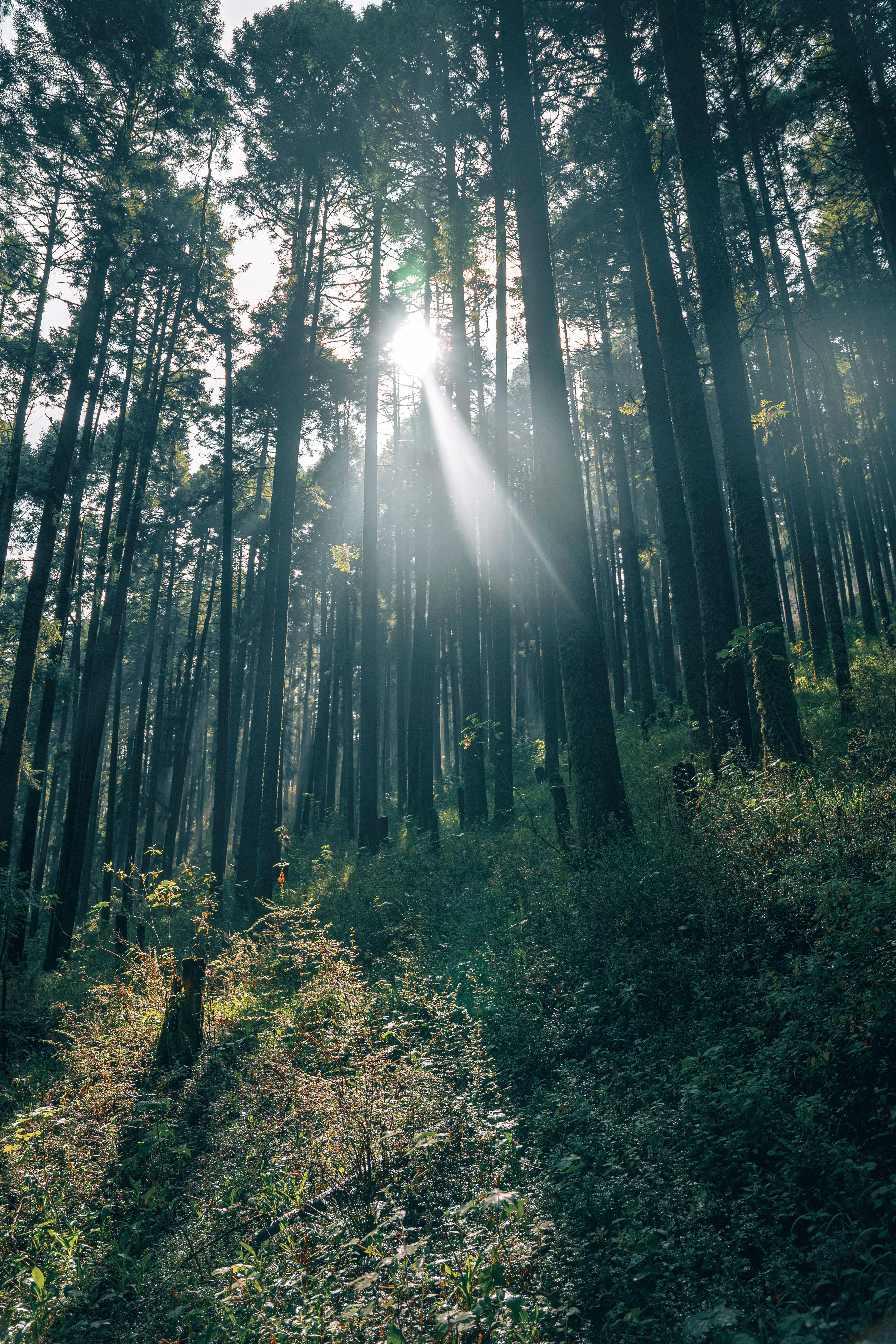 Sun Rays Coming Through the Forest Trees · Free Stock Photo