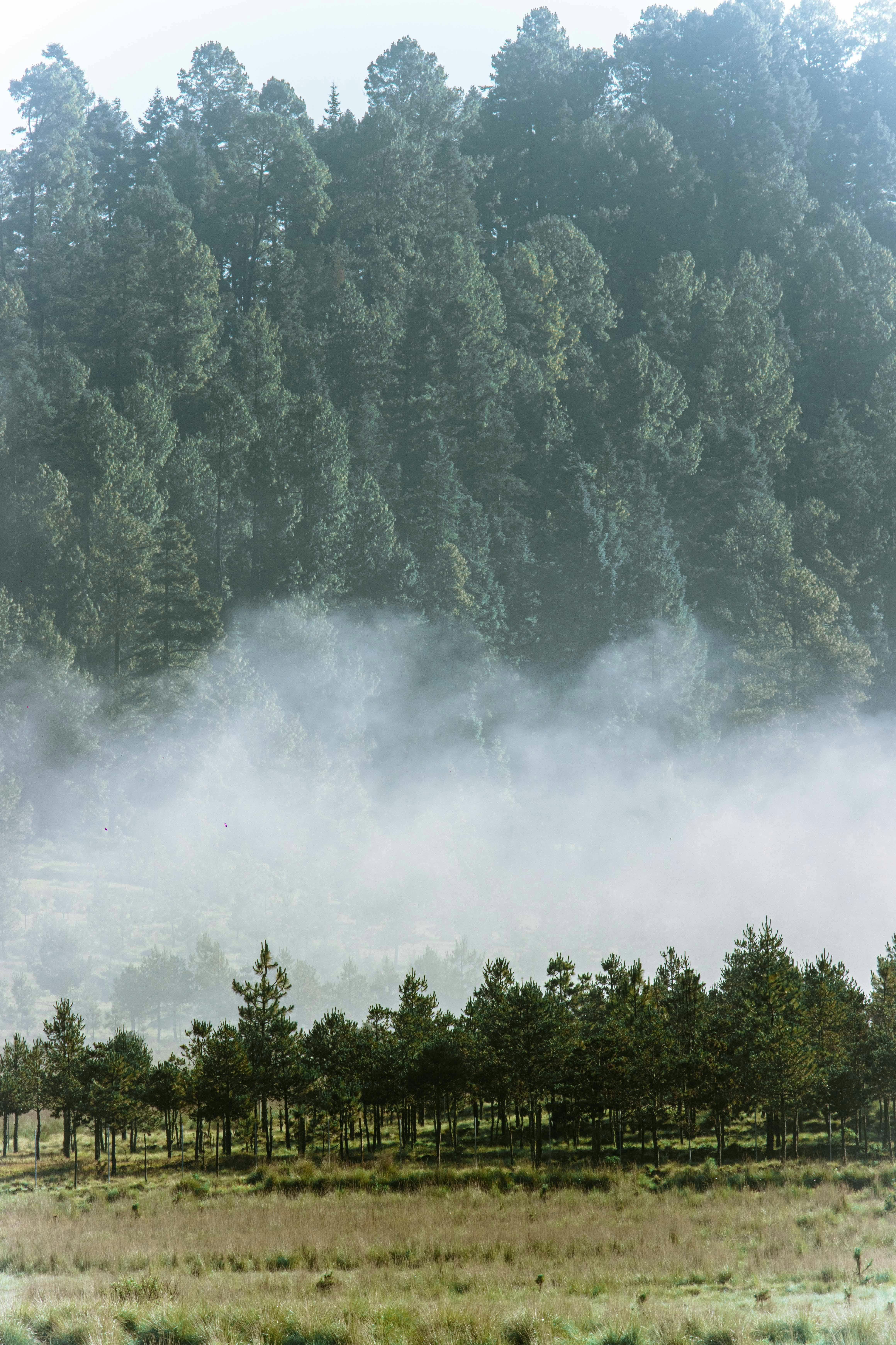 Trees Illuminated by the Setting Sun · Free Stock Photo