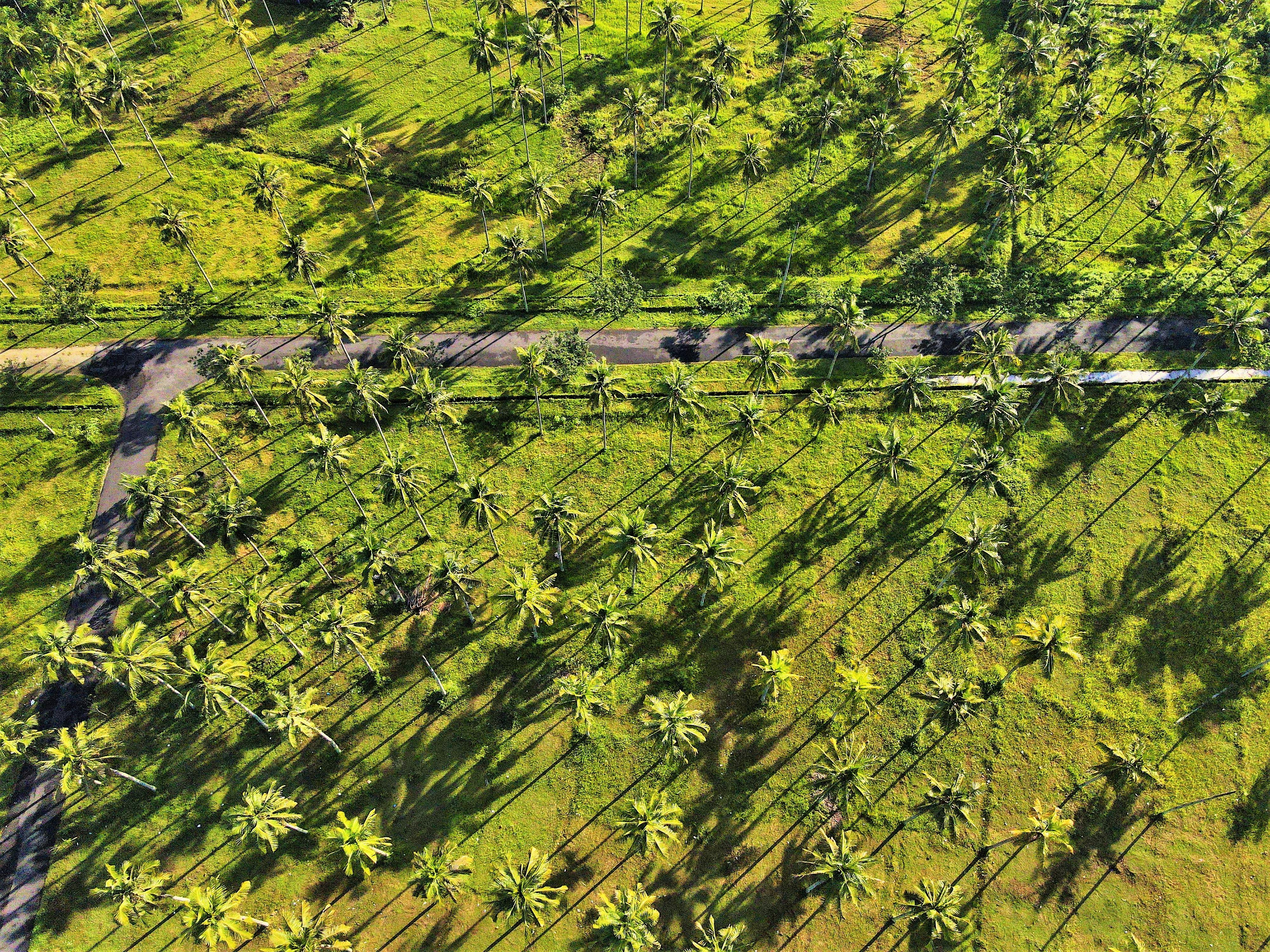 Aerial View of Palm Trees on a Grassy Field · Free Stock Photo