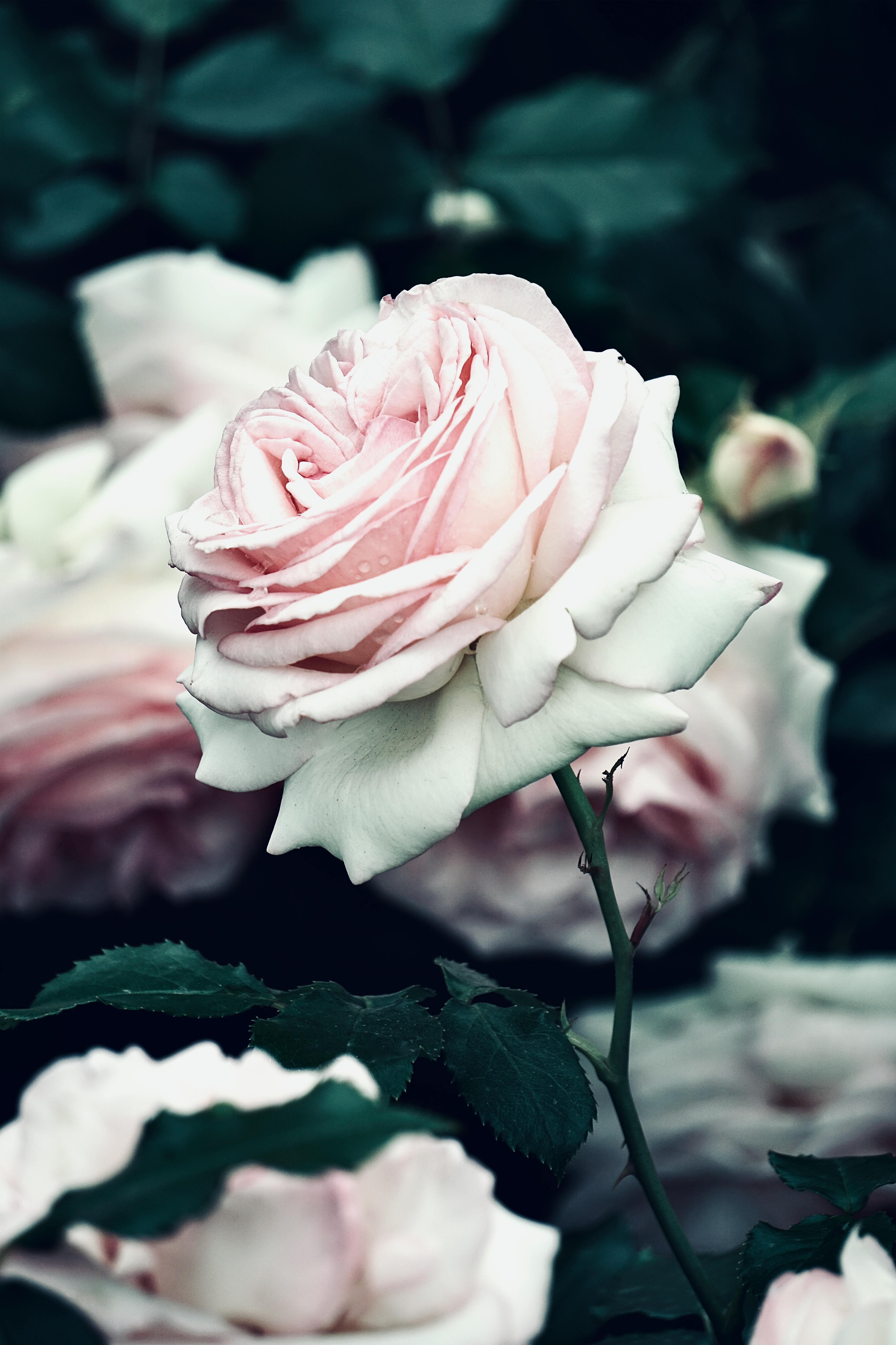 Close up of Pink Rose · Free Stock Photo