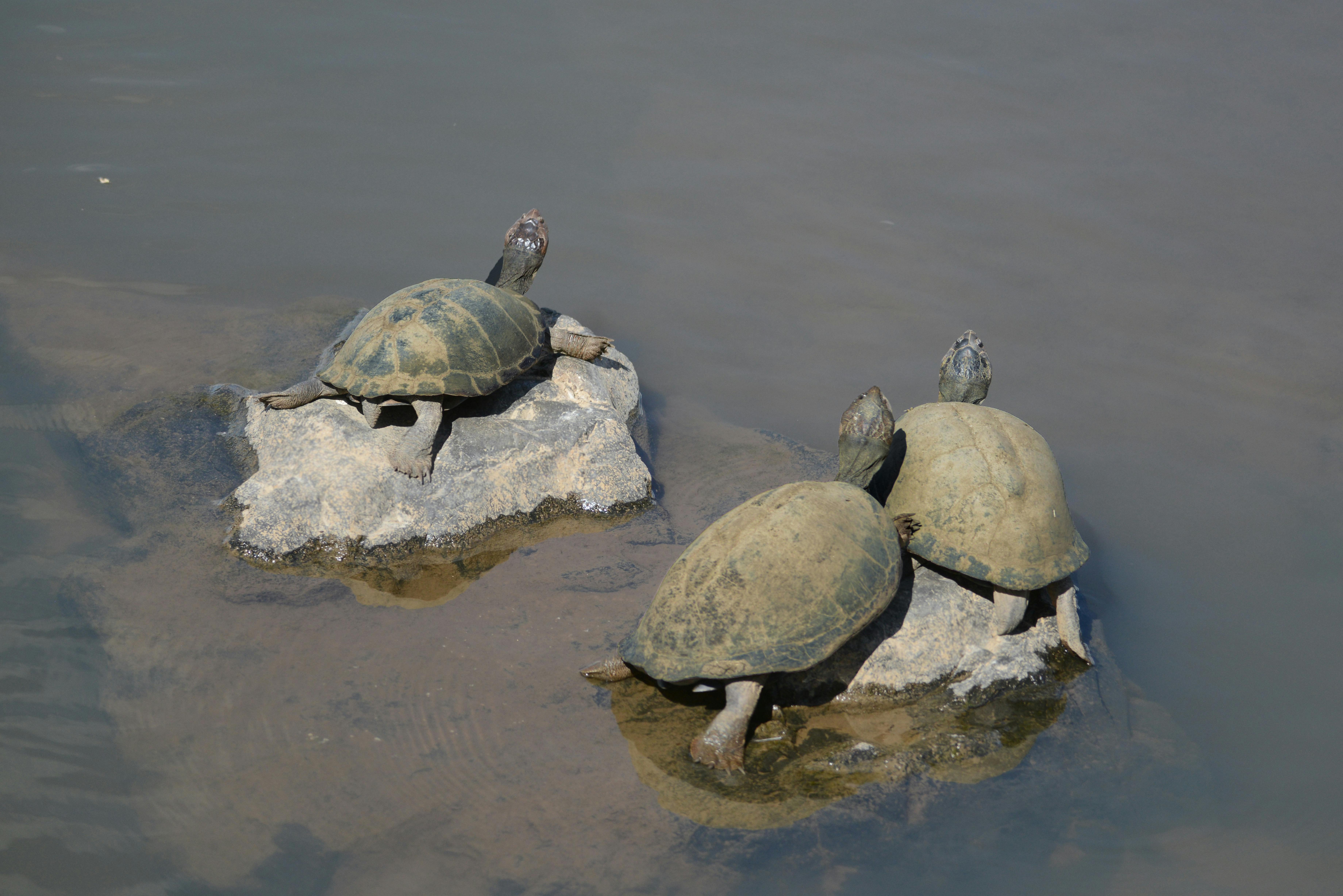 Turtles on Rocks in Water · Free Stock Photo