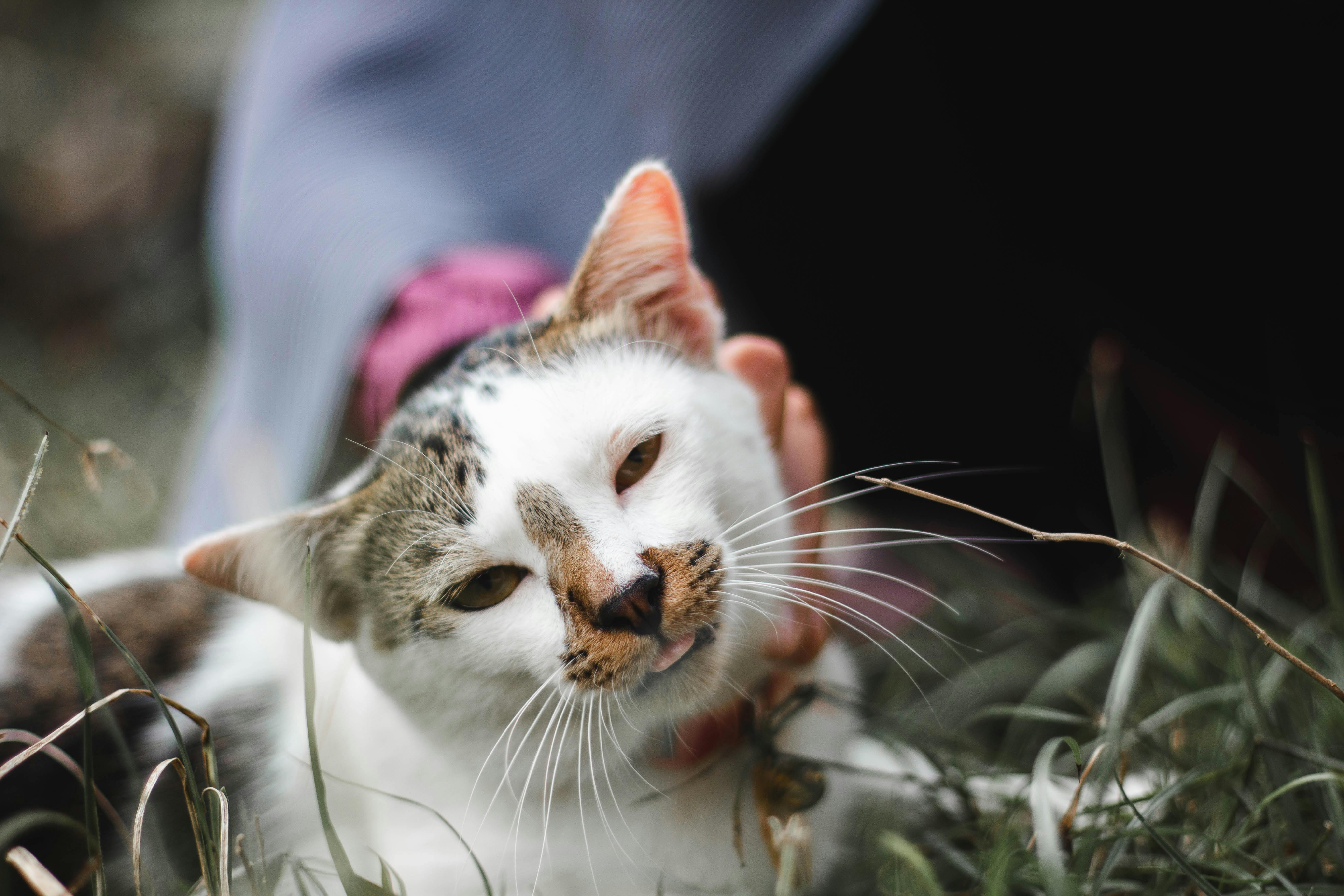 Close-up of a Cat · Free Stock Photo