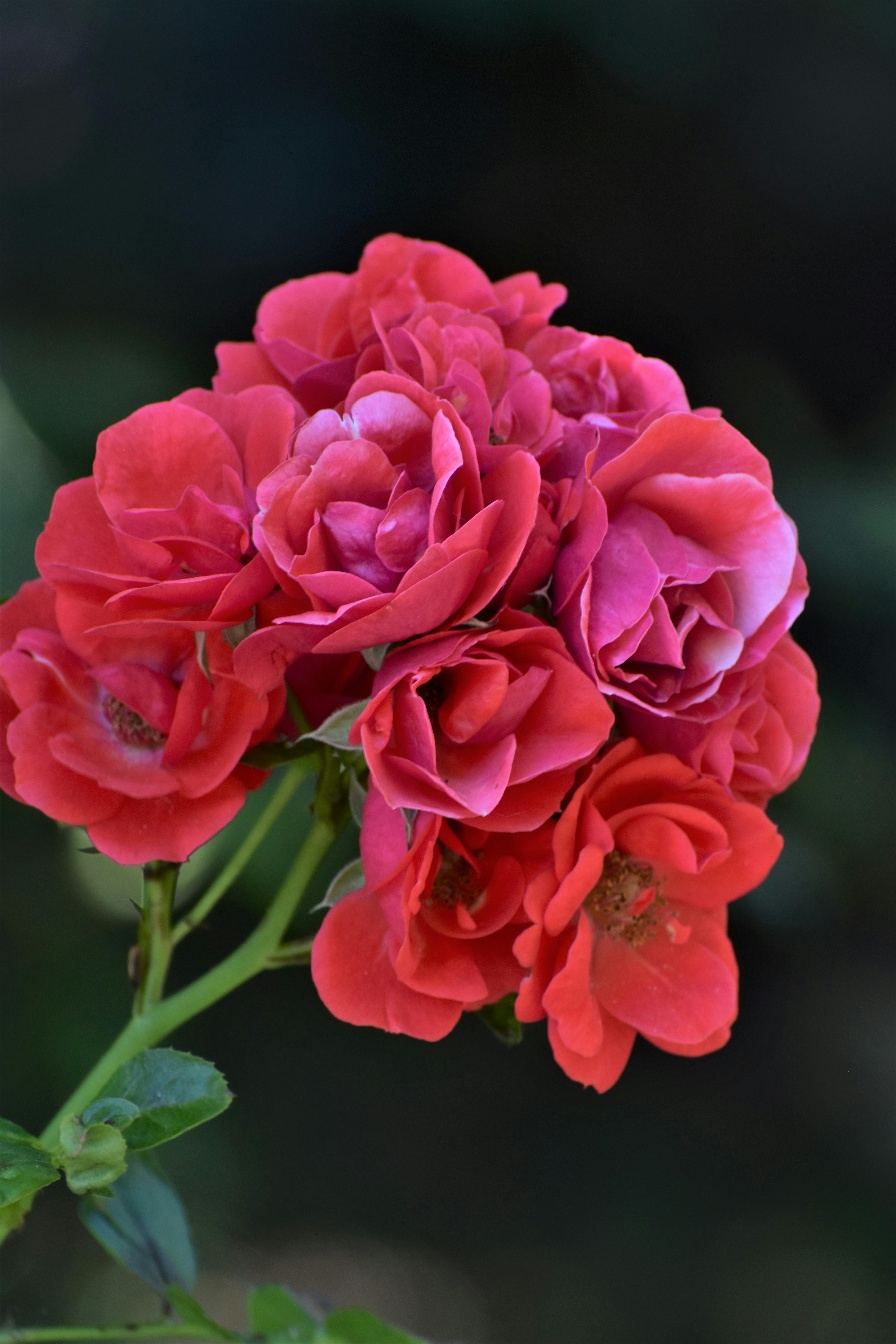 Cluster of Red Flowers in Close-up Photography · Free Stock Photo