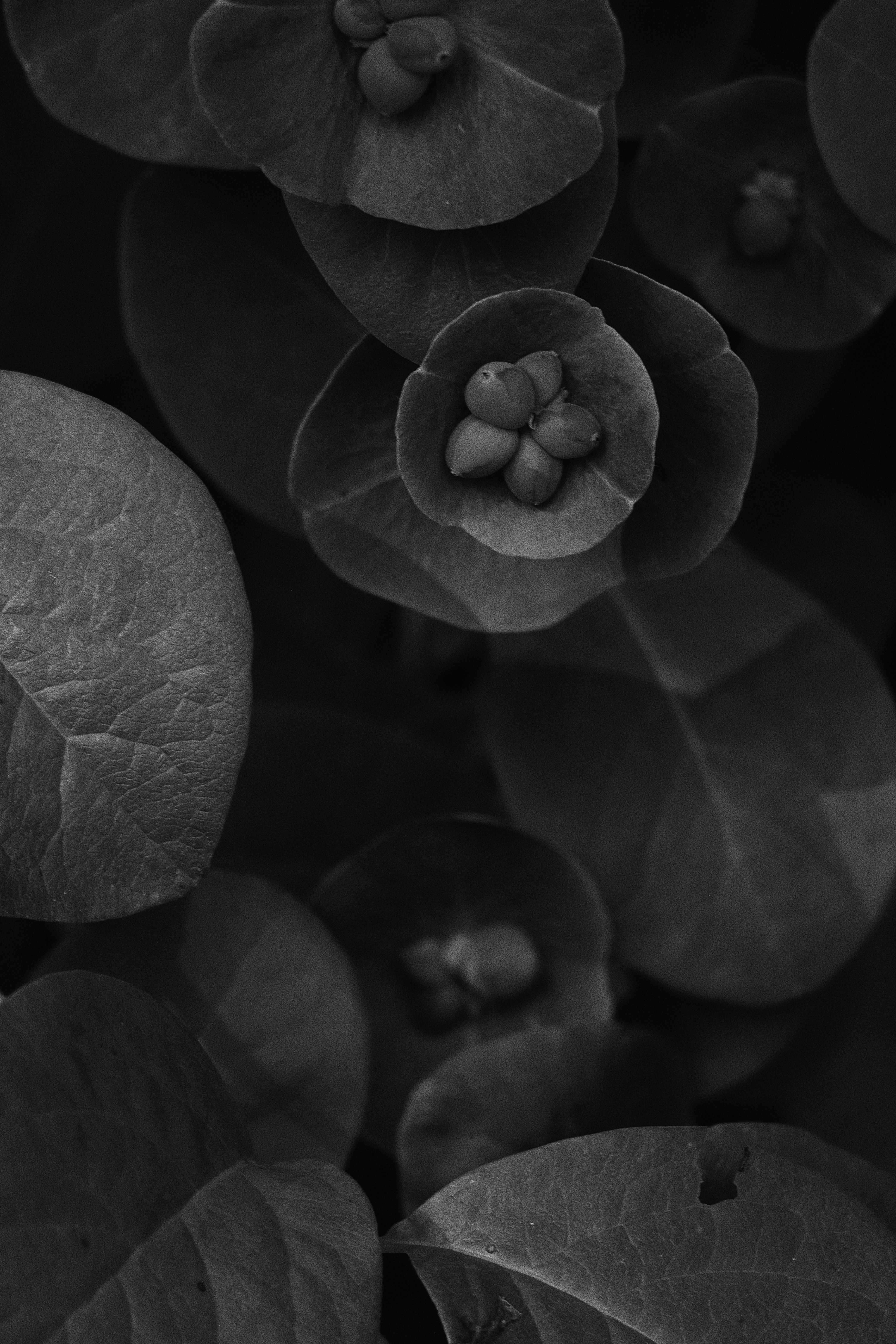Grayscale Photo of a Flower Bud · Free Stock Photo
