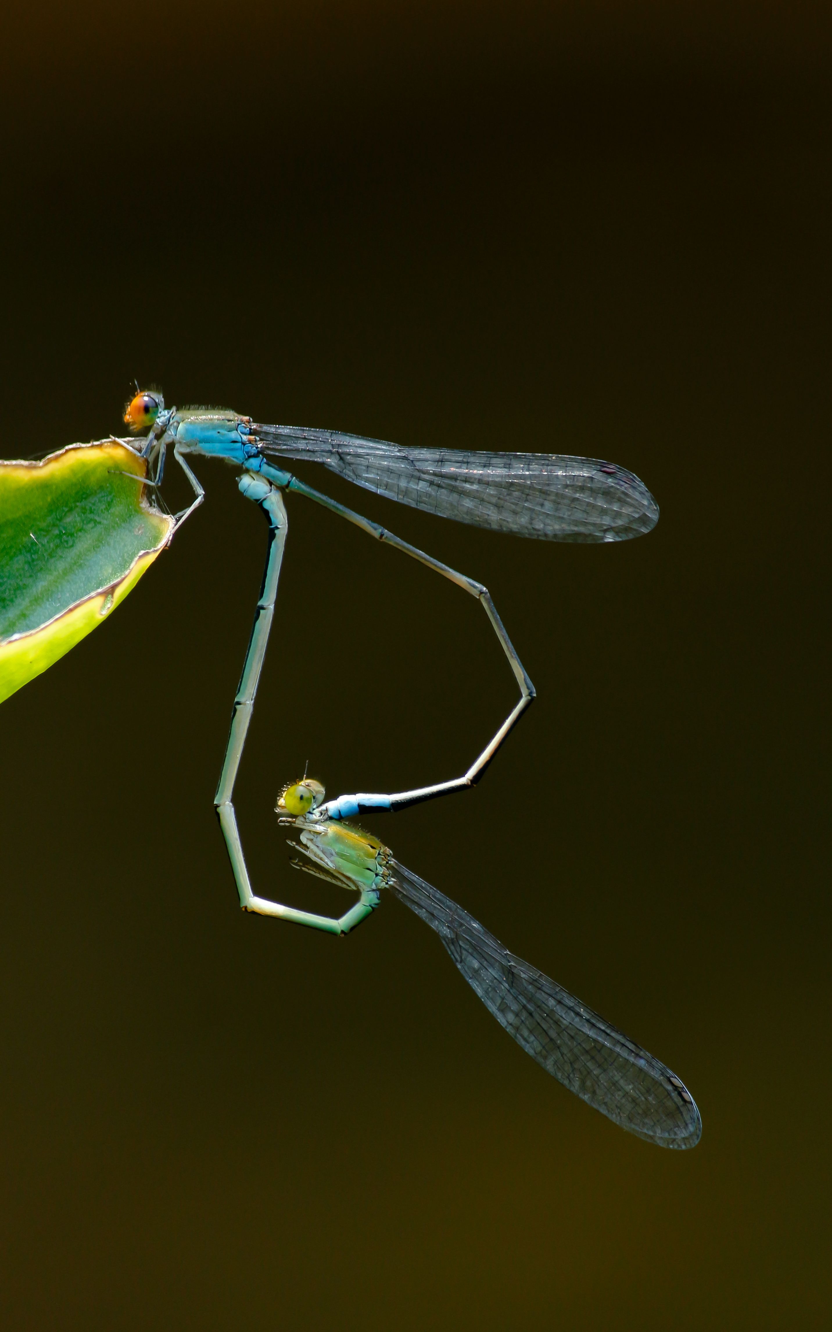 Dangres Mating Photos, Download The BEST Free Dangres Mating Stock ...