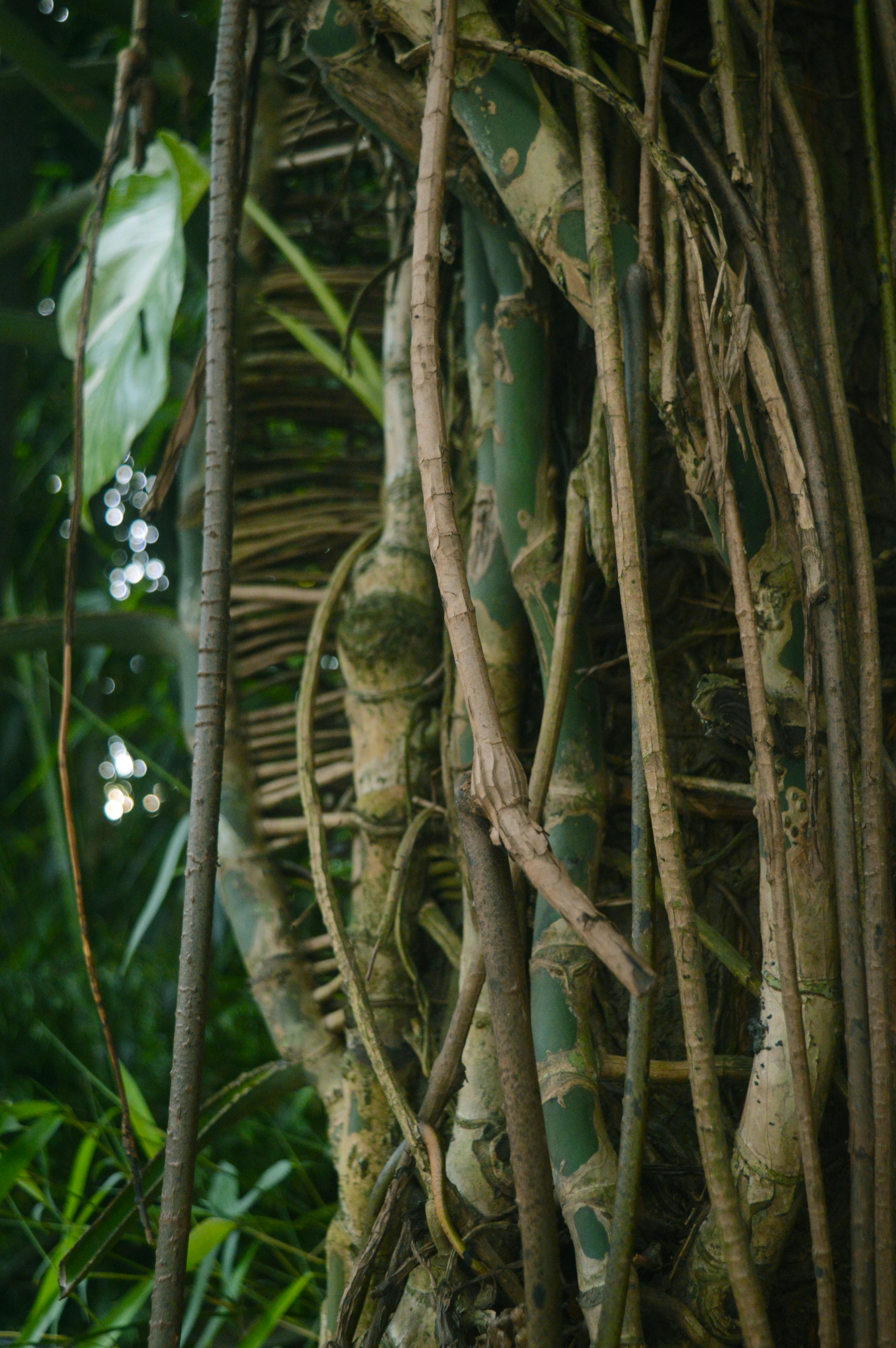 Close-up of Intertwined Roots in the Jungle · Free Stock Photo