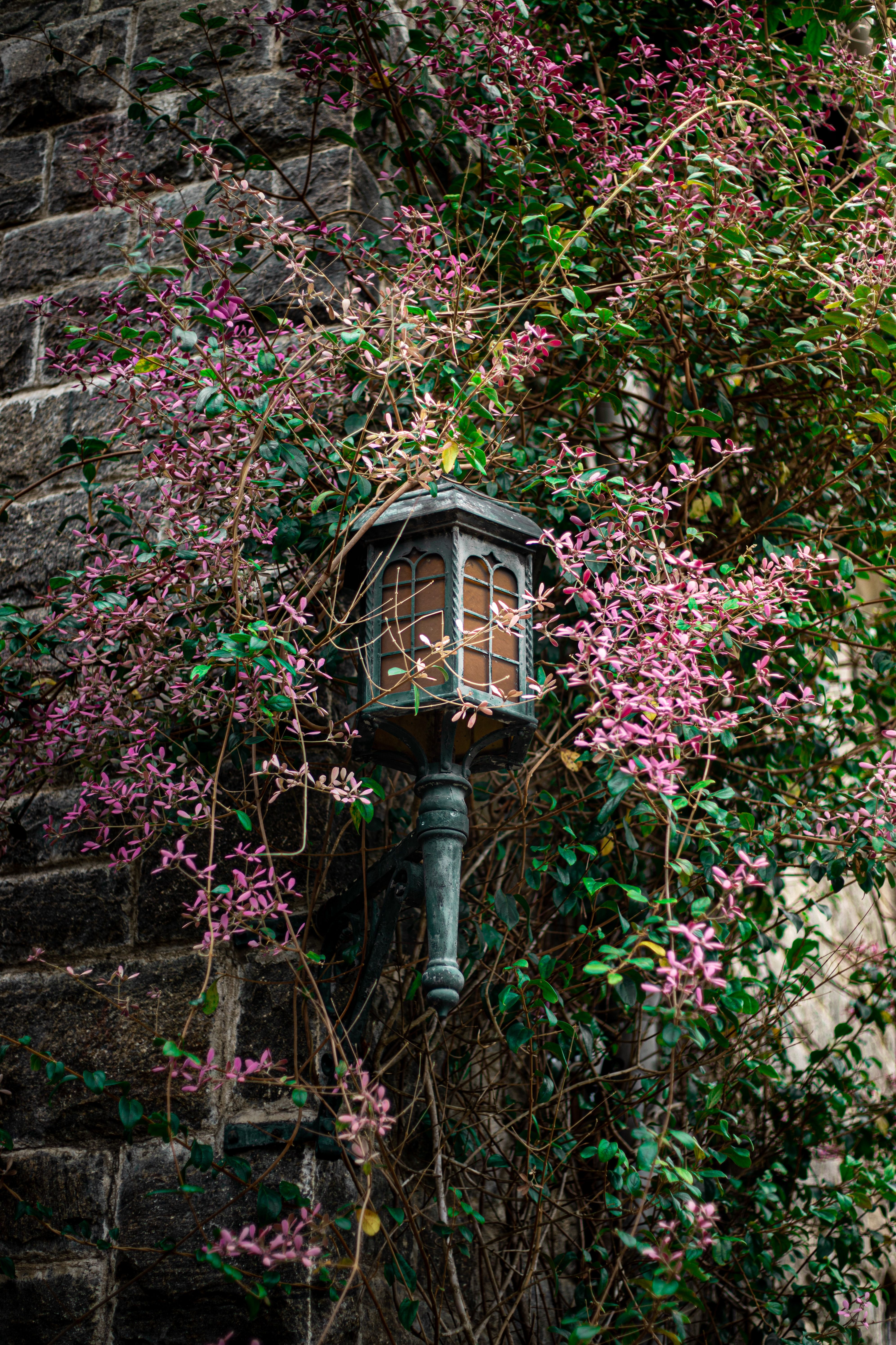 Creeper on Brick Wall Surrounding Vintage Lamp · Free Stock Photo