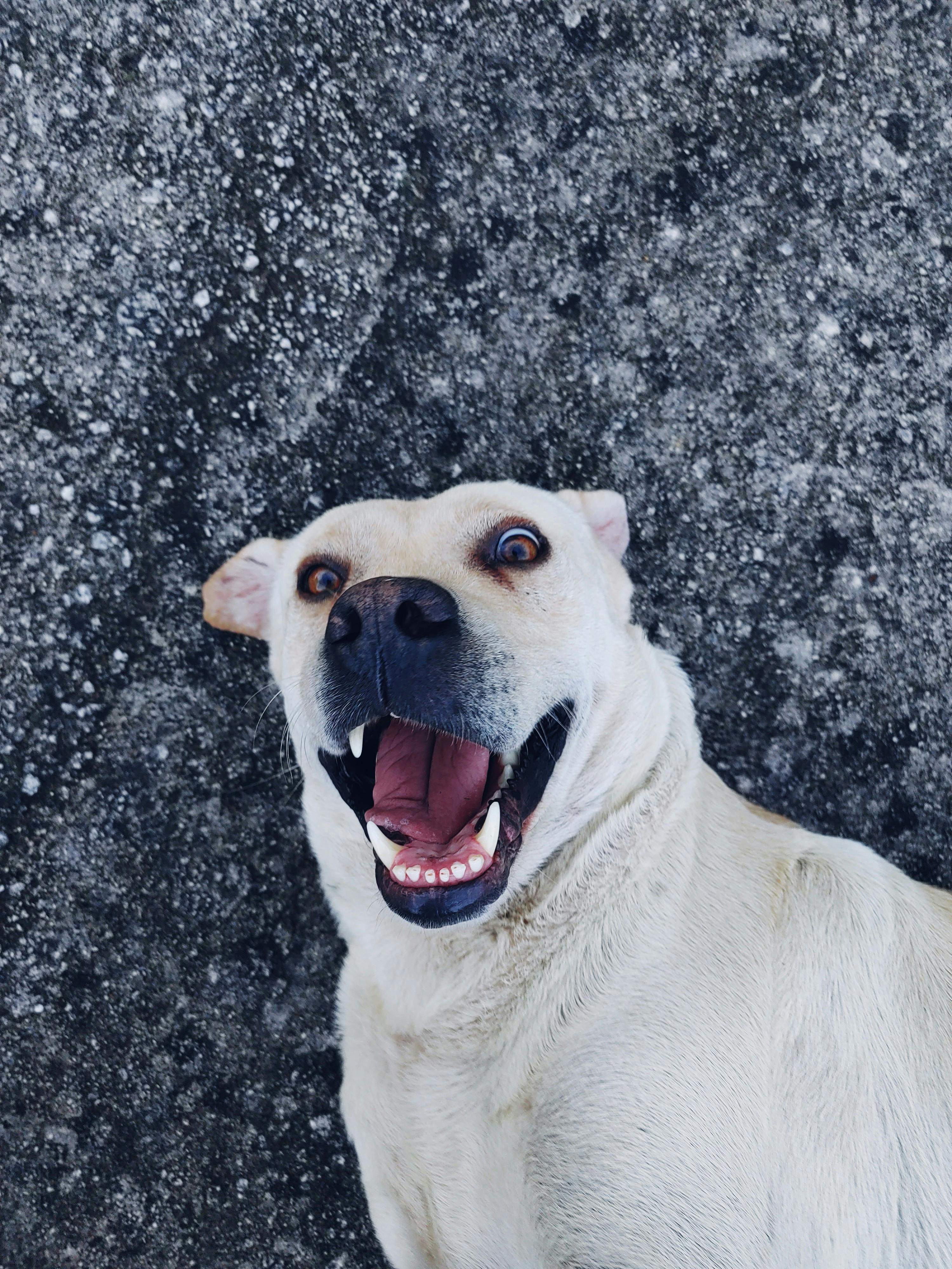 A Labrador Retriever Lying Down on a Concrete Surface · Free Stock Photo