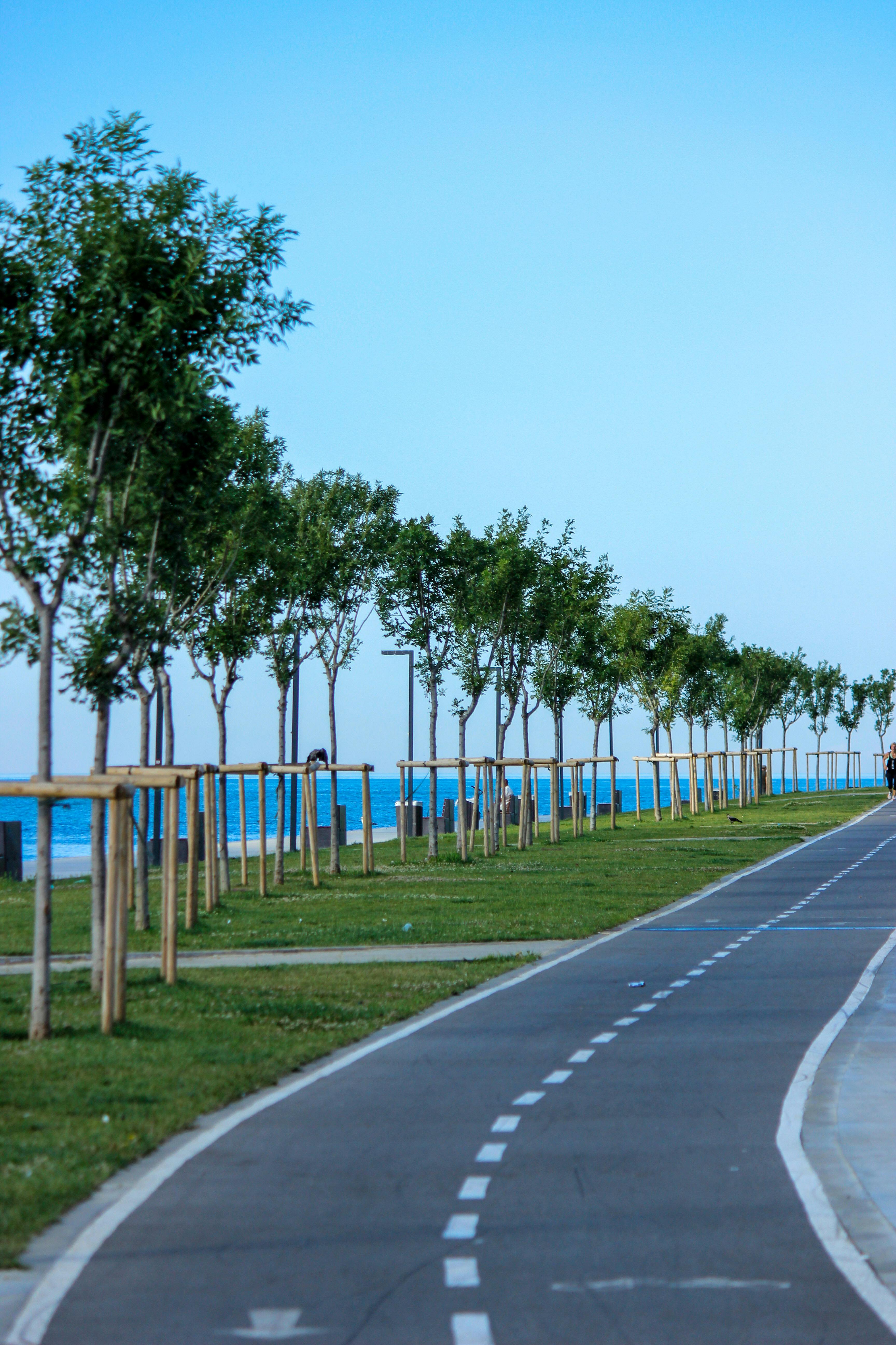 An Empty Bicycle Lane near the Trees · Free Stock Photo