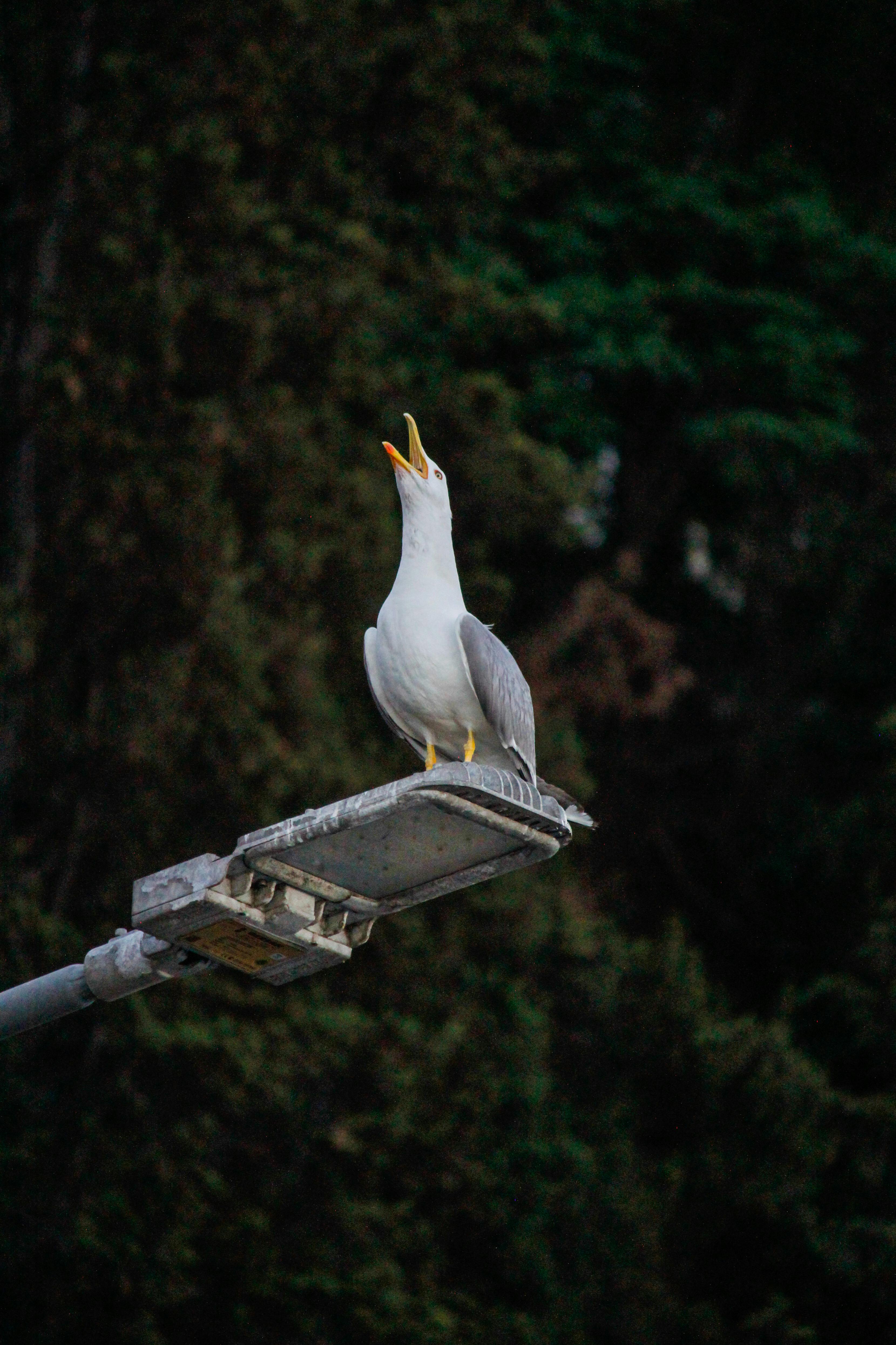 Close-up of a Seagull Sitting on a Lantern · Free Stock Photo