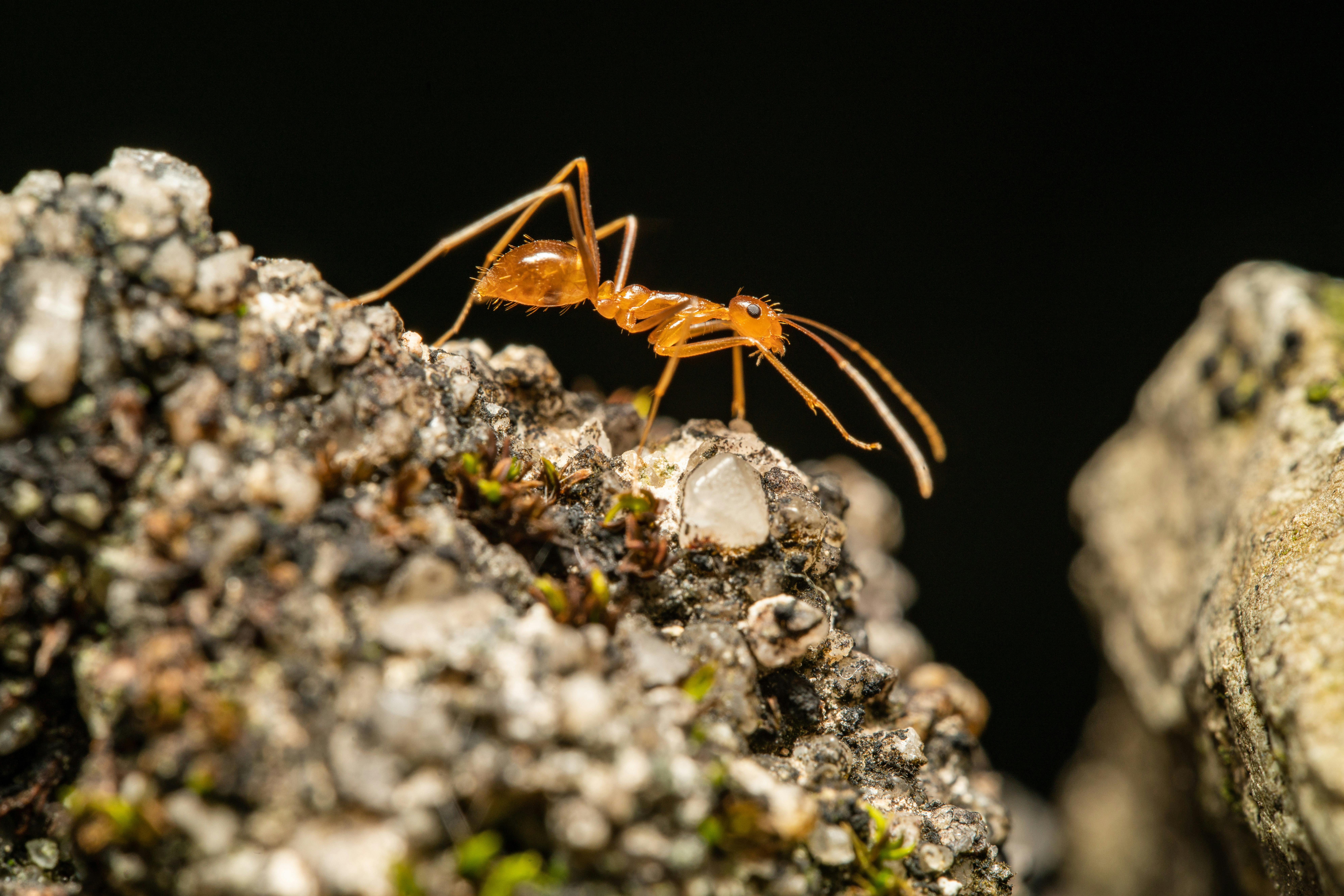 Close Up Photo of an Ant · Free Stock Photo