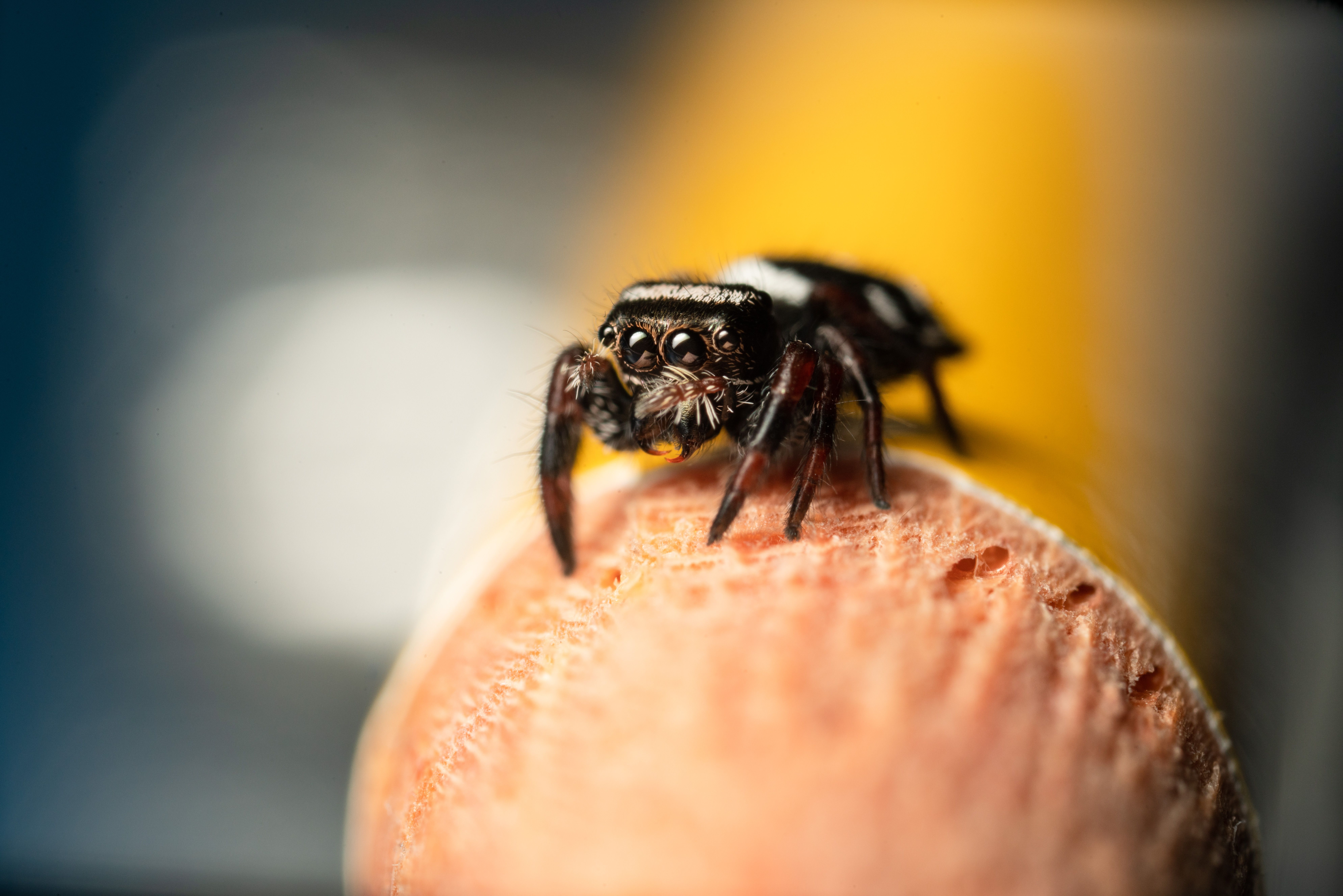 Close Up Photo of a Spider · Free Stock Photo