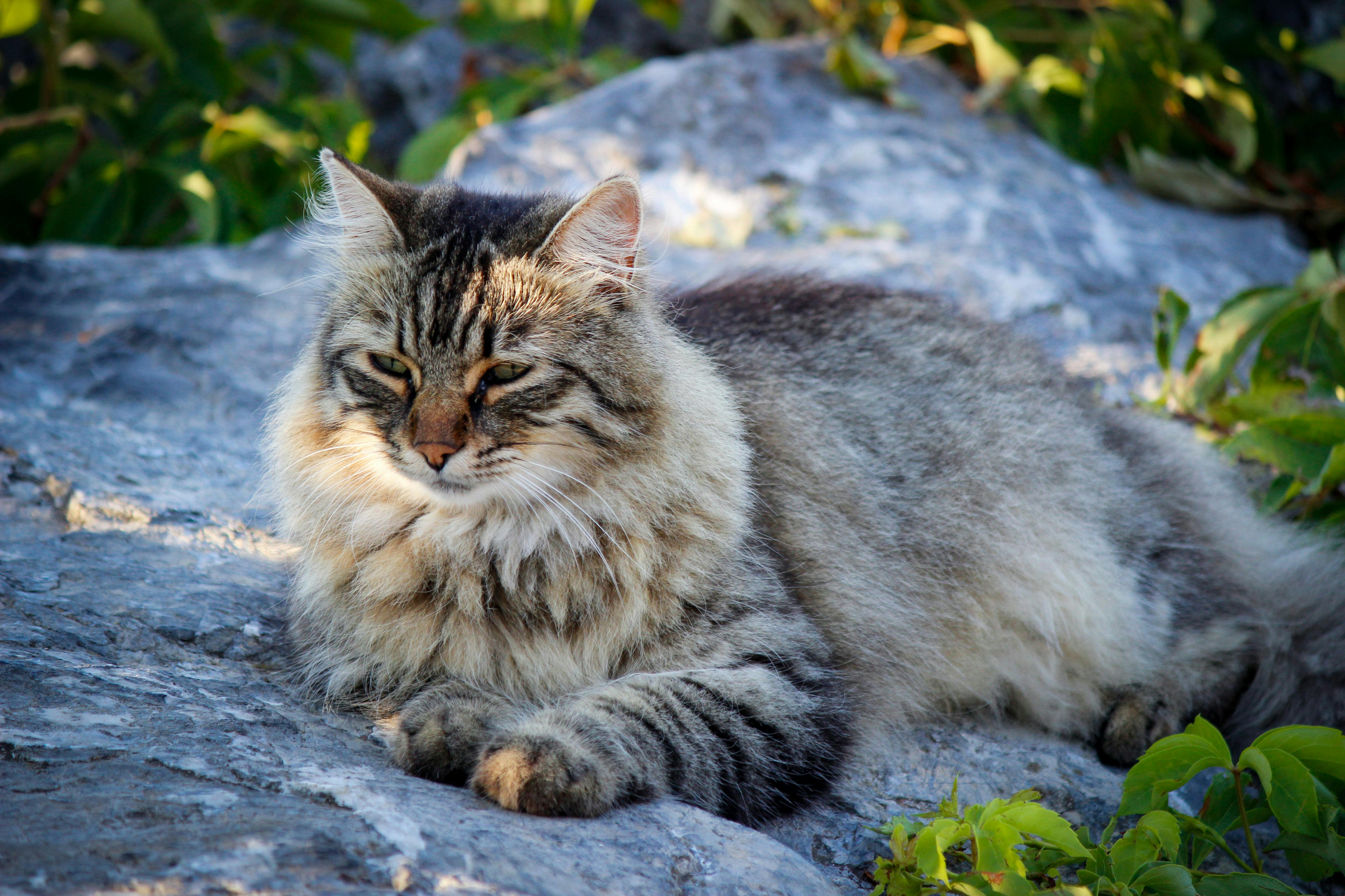 Gray Tabby Cat Sitting on Brick Floor · Free Stock Photo