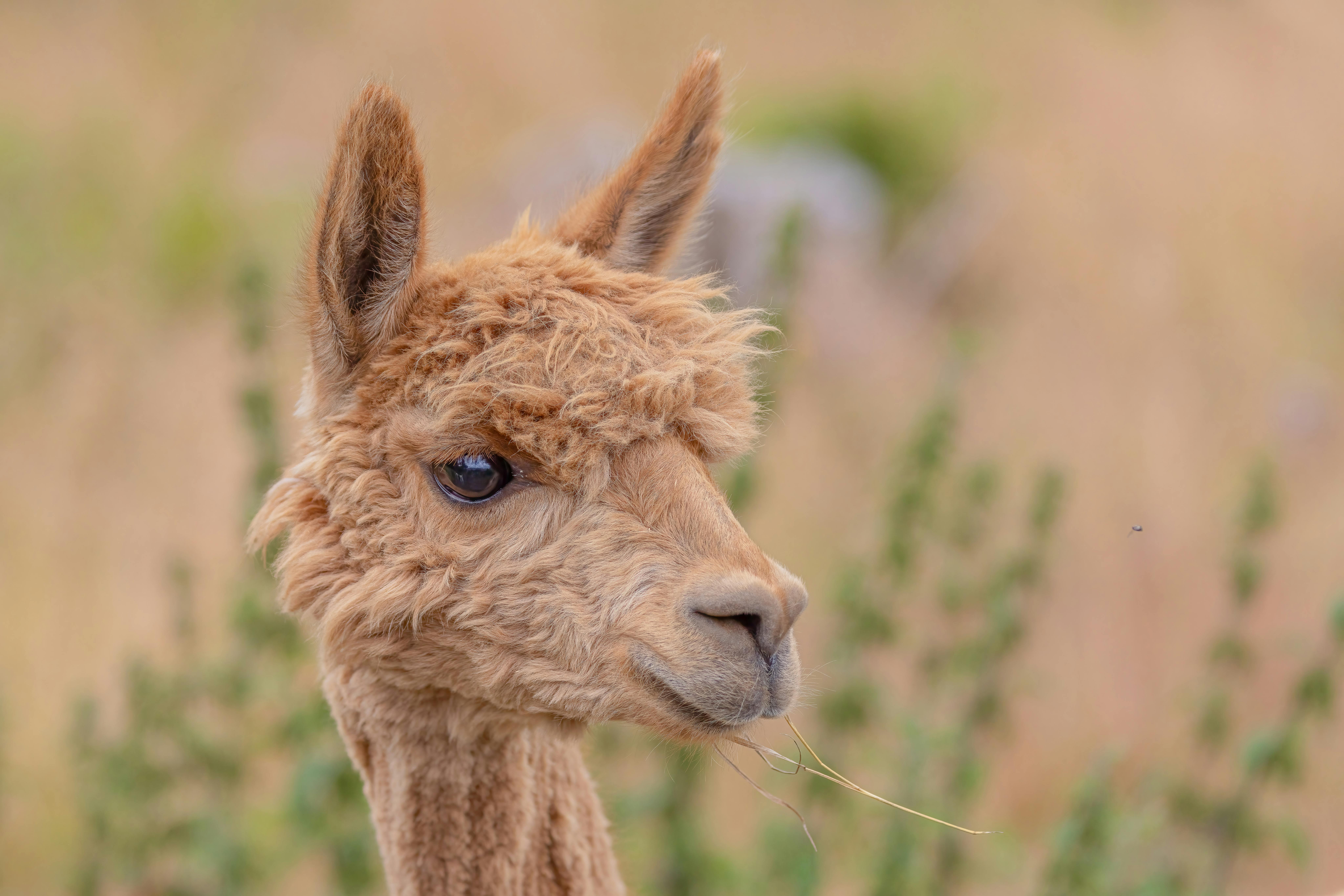 Close Up Photo of Alpaca · Free Stock Photo