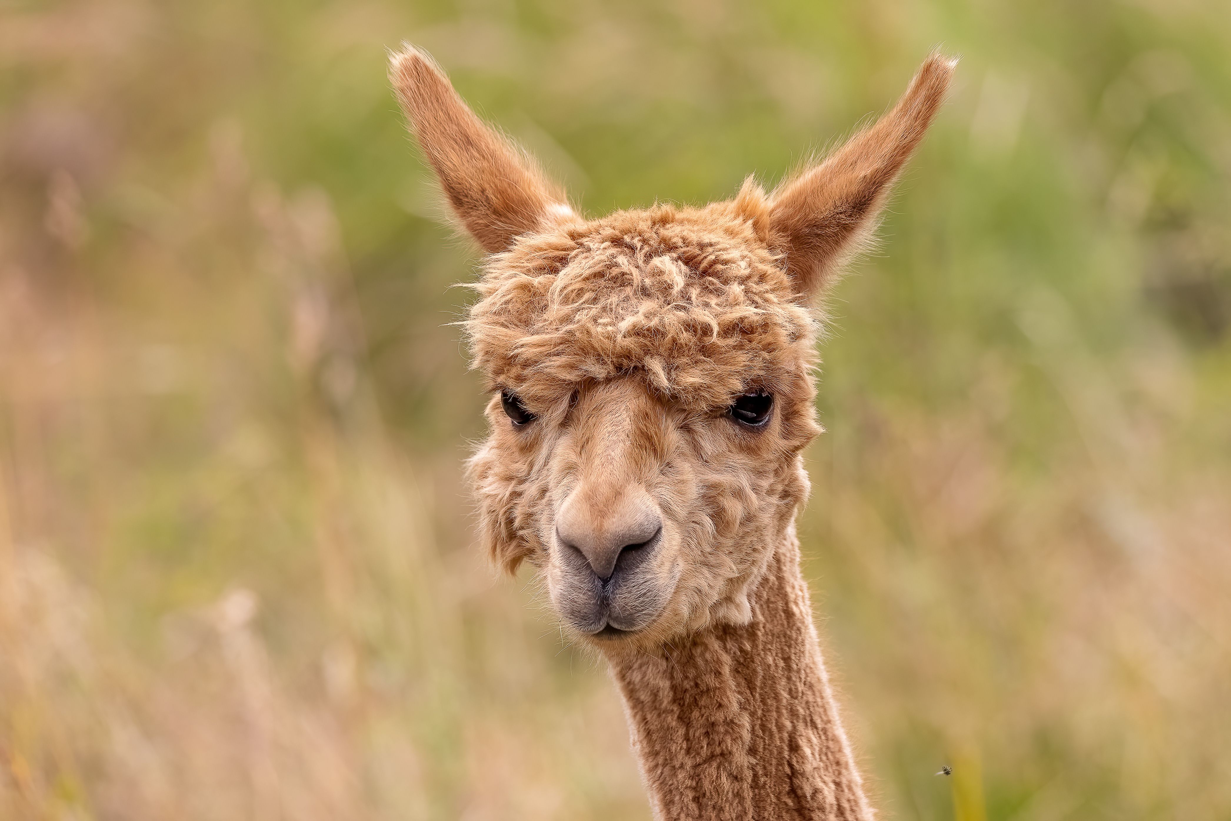 Close up of Alpaca Cria · Free Stock Photo