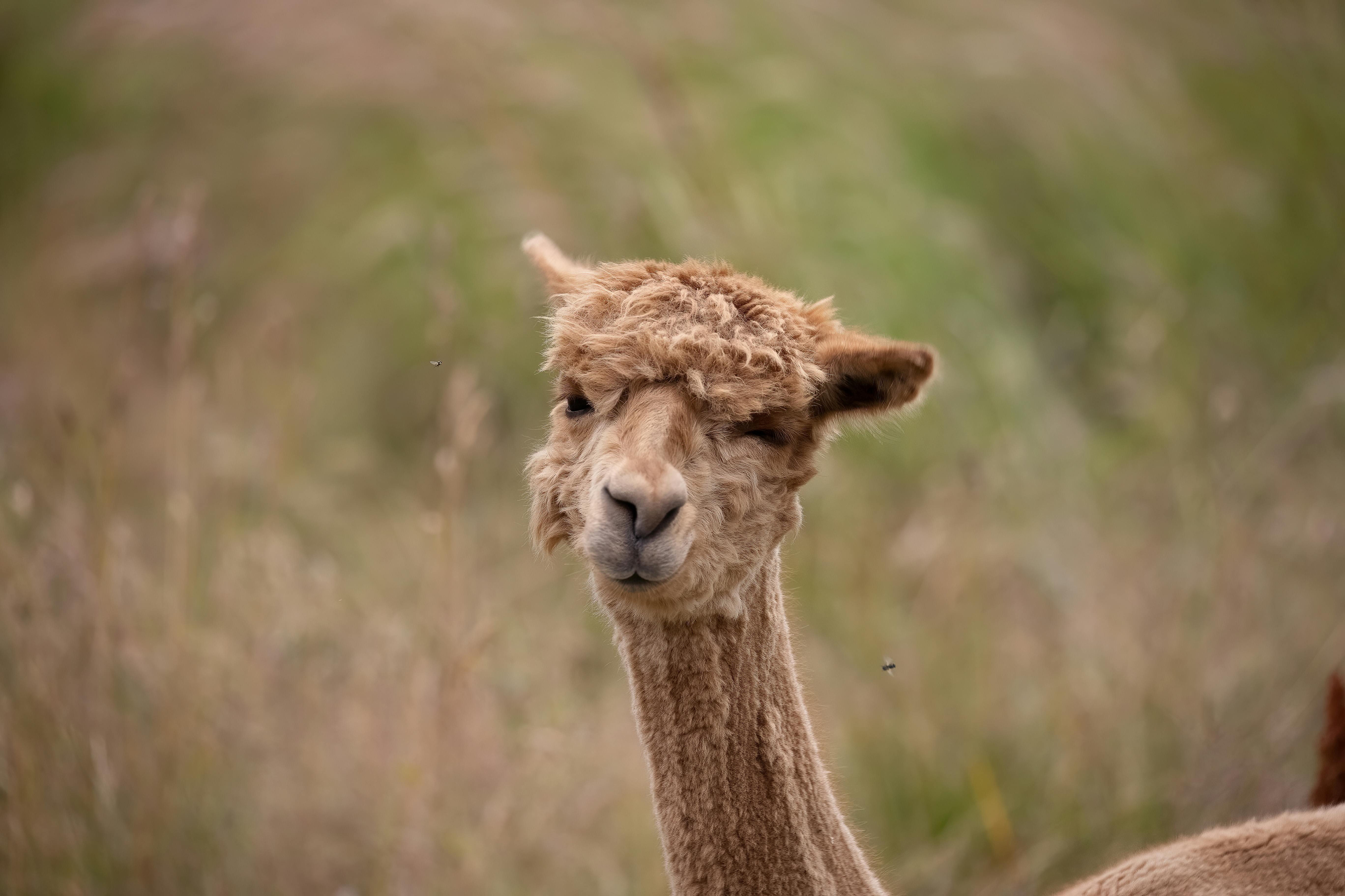 188+ Best Free Lama Stock Photos & Images · 100% Royalty-Free HD Downloads