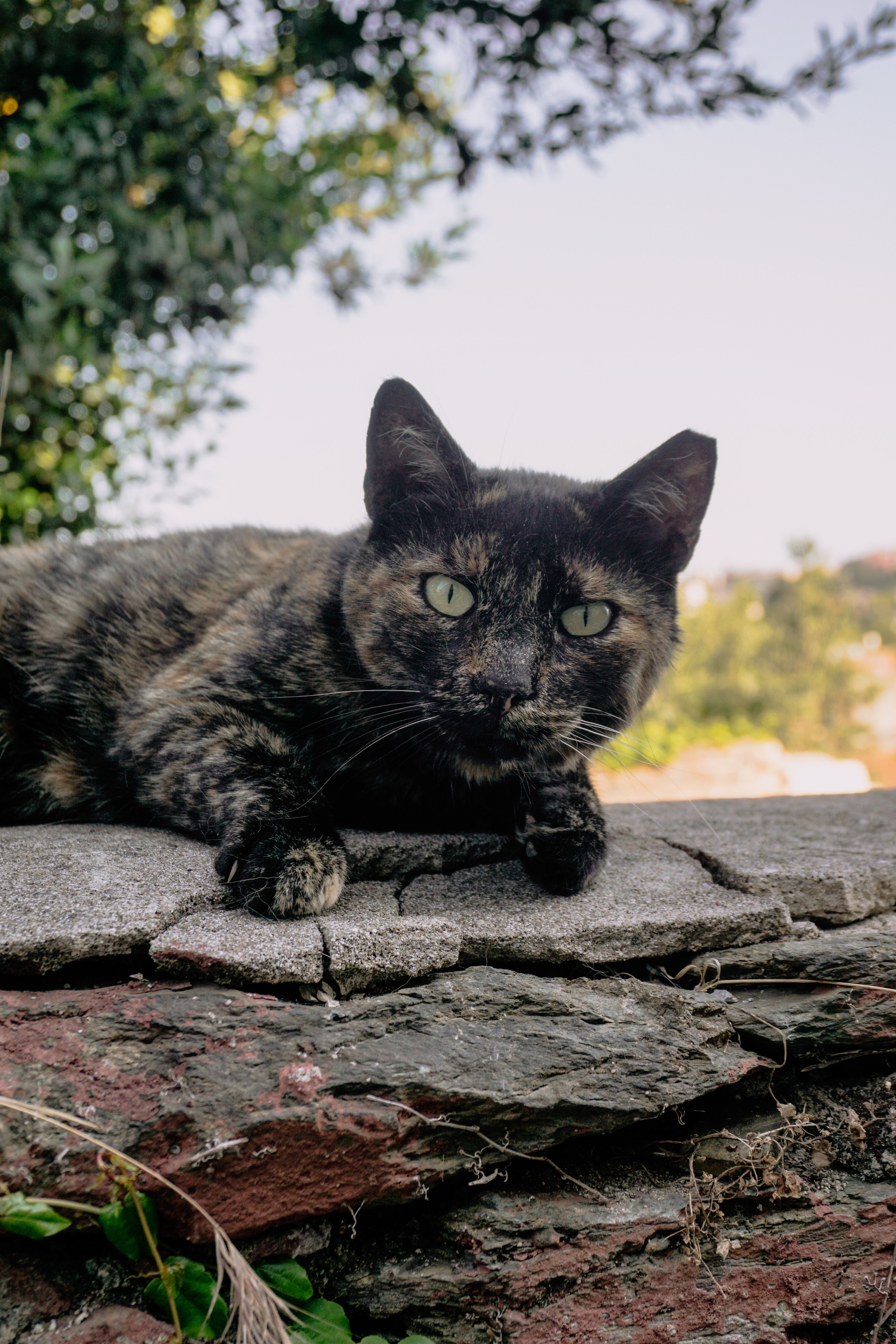 Close-Up Photo of a Tortoiseshell Cat · Free Stock Photo