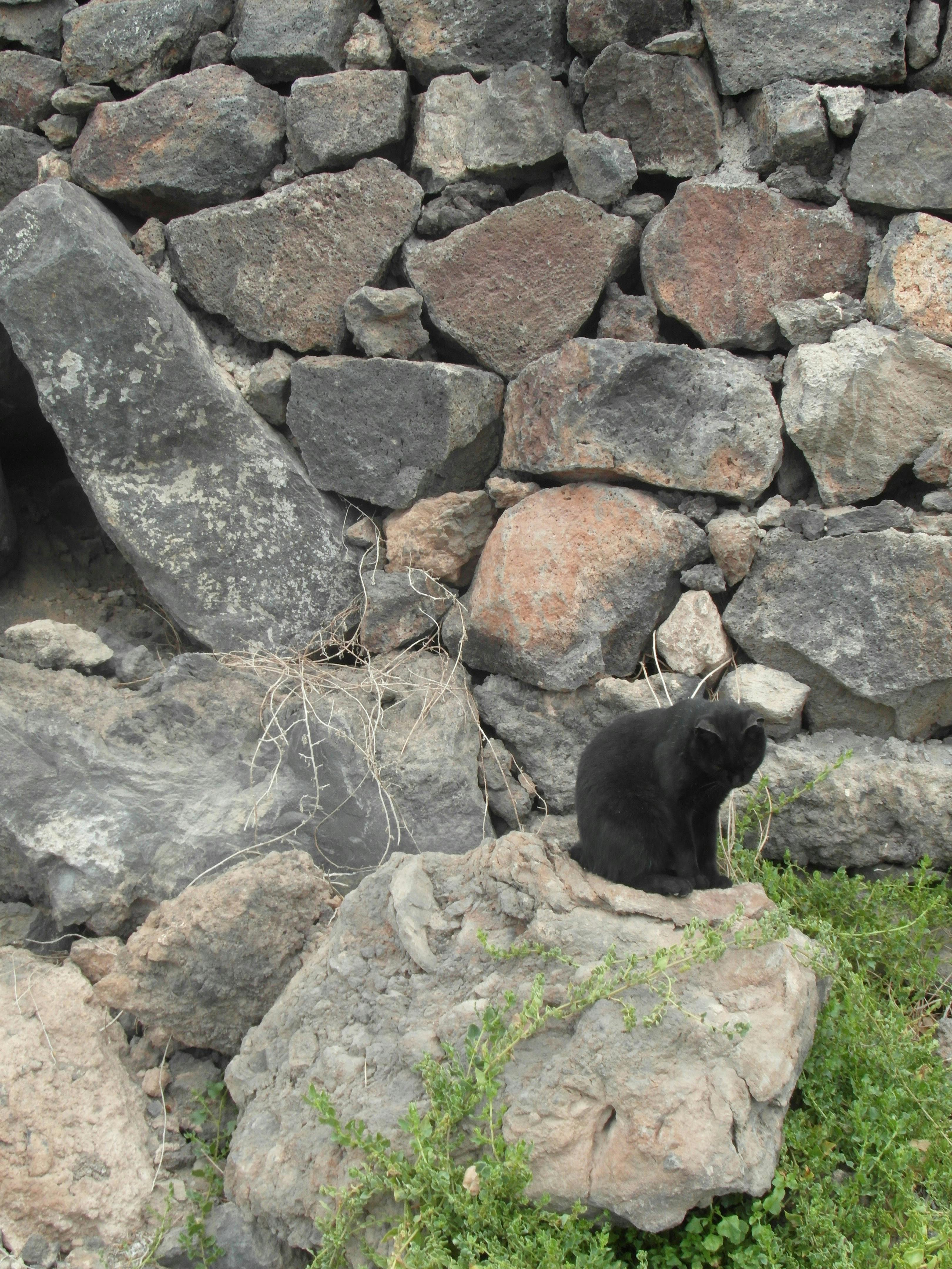 Black Cat on Gray and Brown Rock · Free Stock Photo