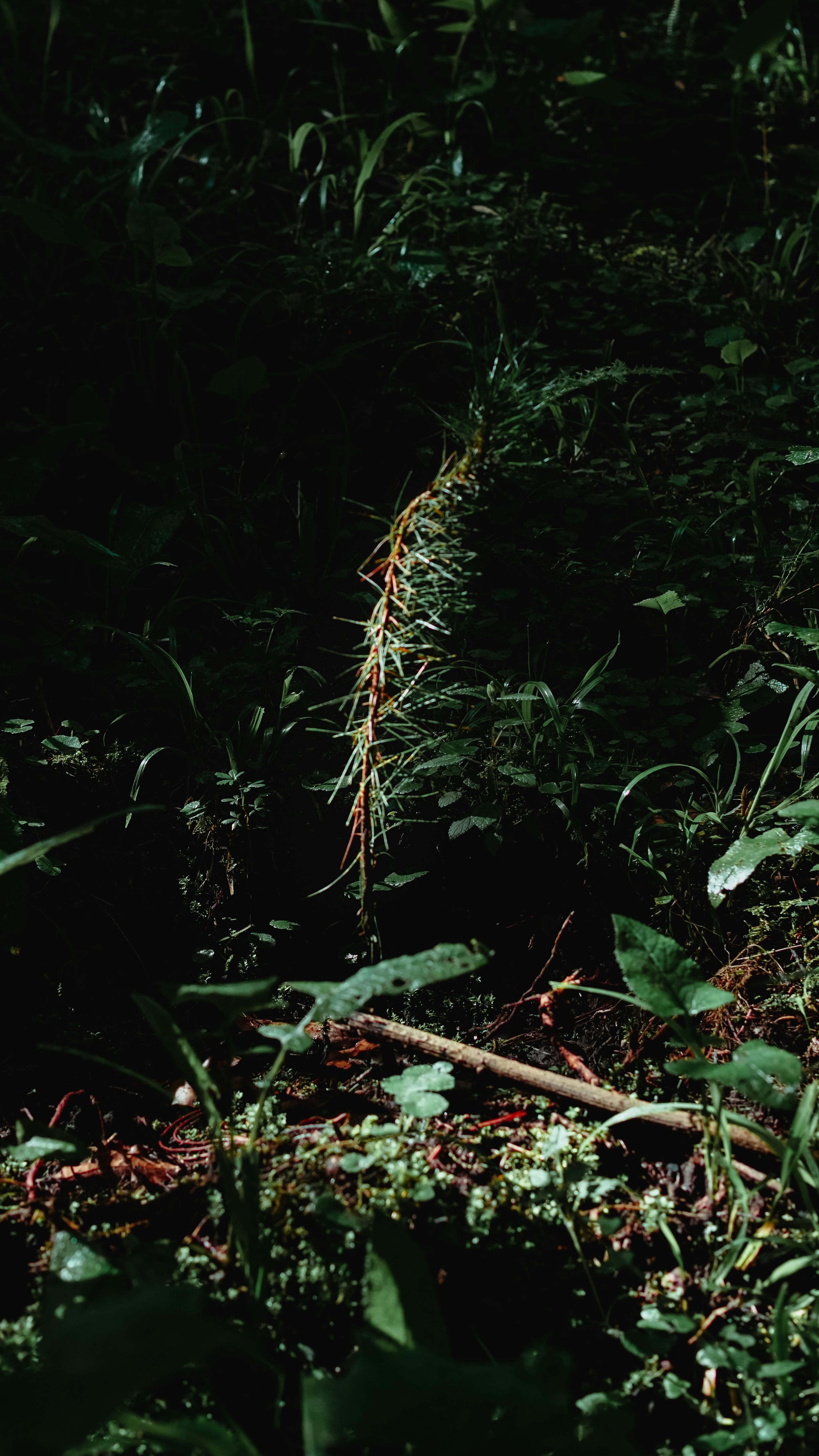 Photo of a Forest During Daytime · Free Stock Photo