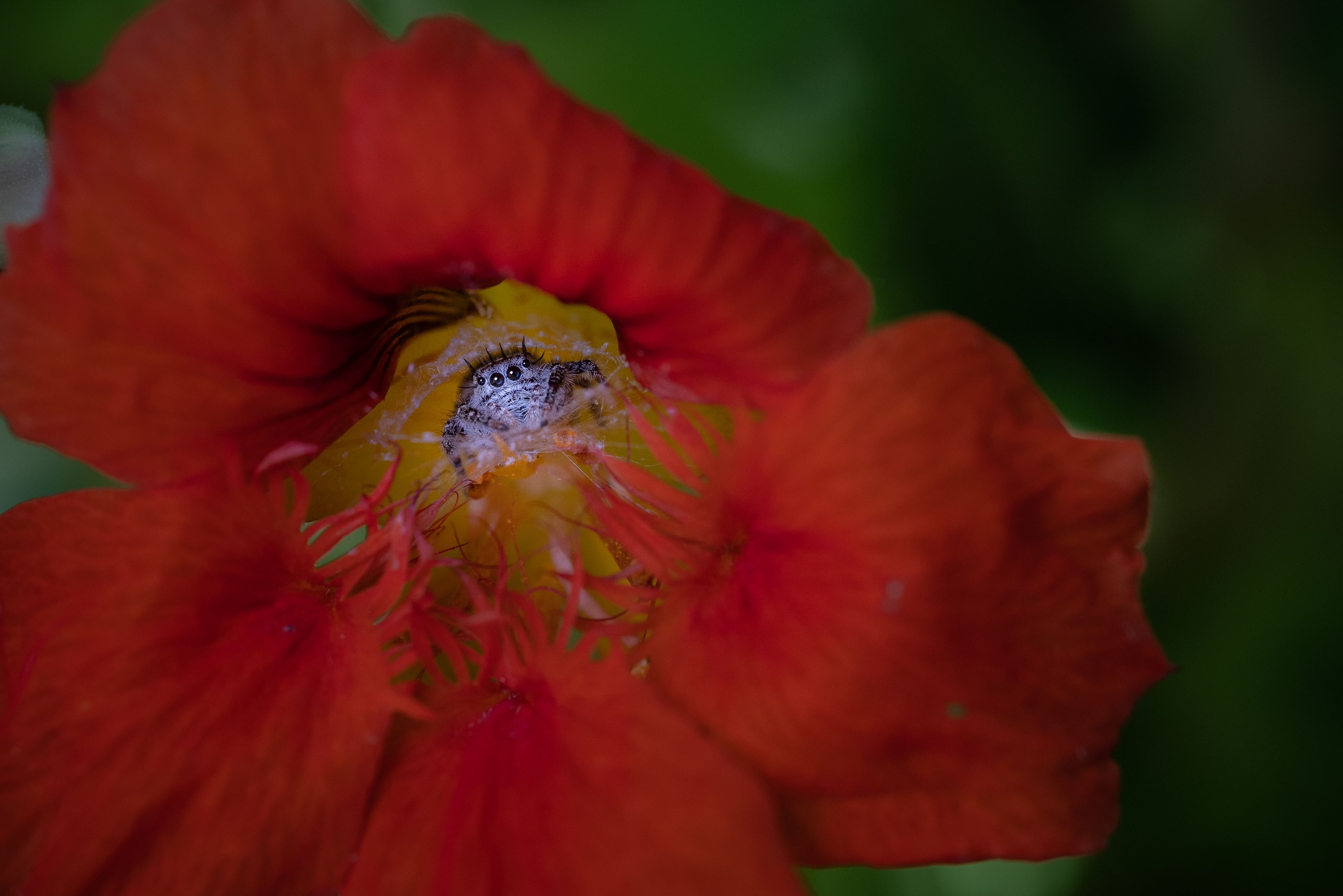Red Flower With Spider · Free Stock Photo