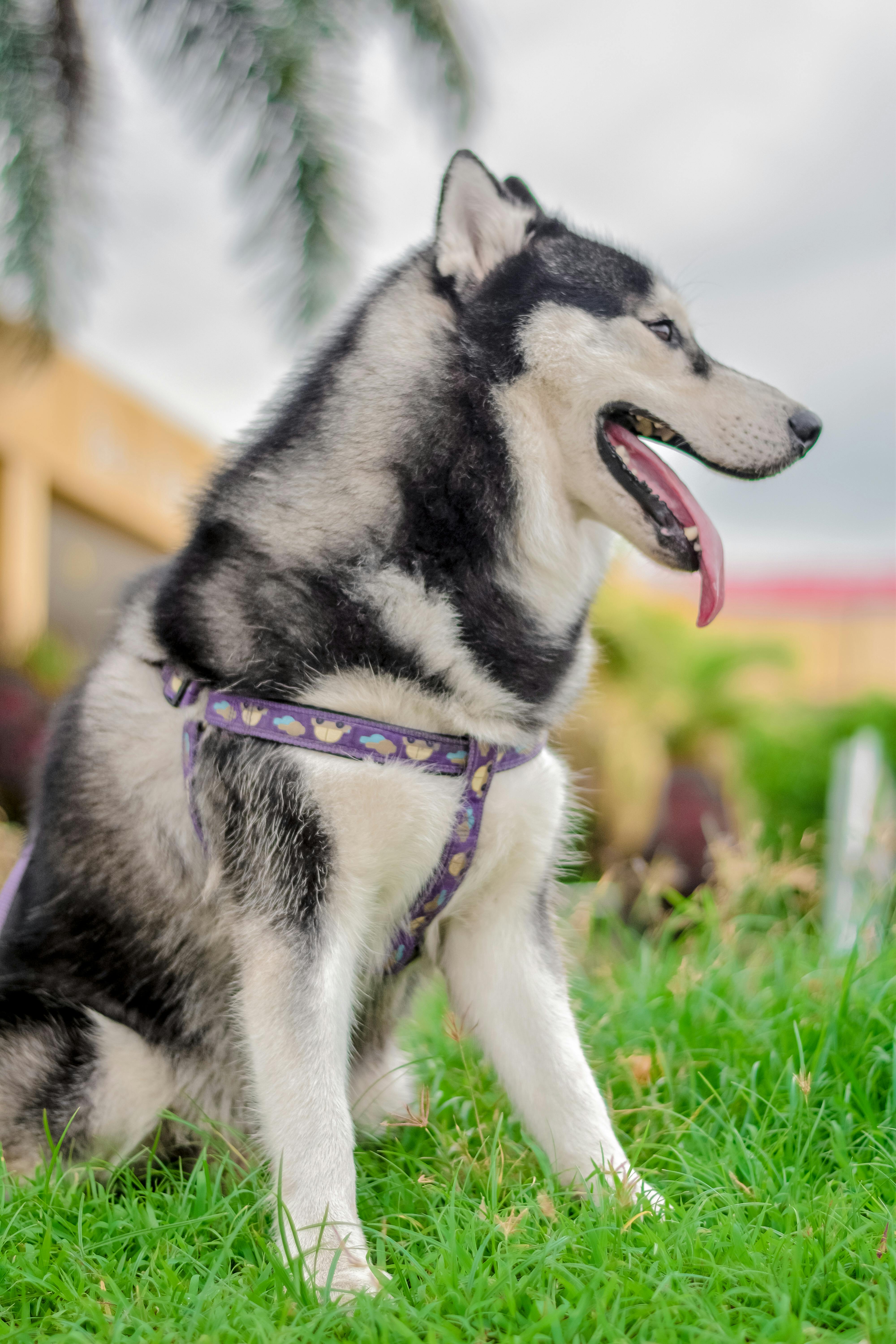 Siberian Husky Sitting on Green Grass · Free Stock Photo